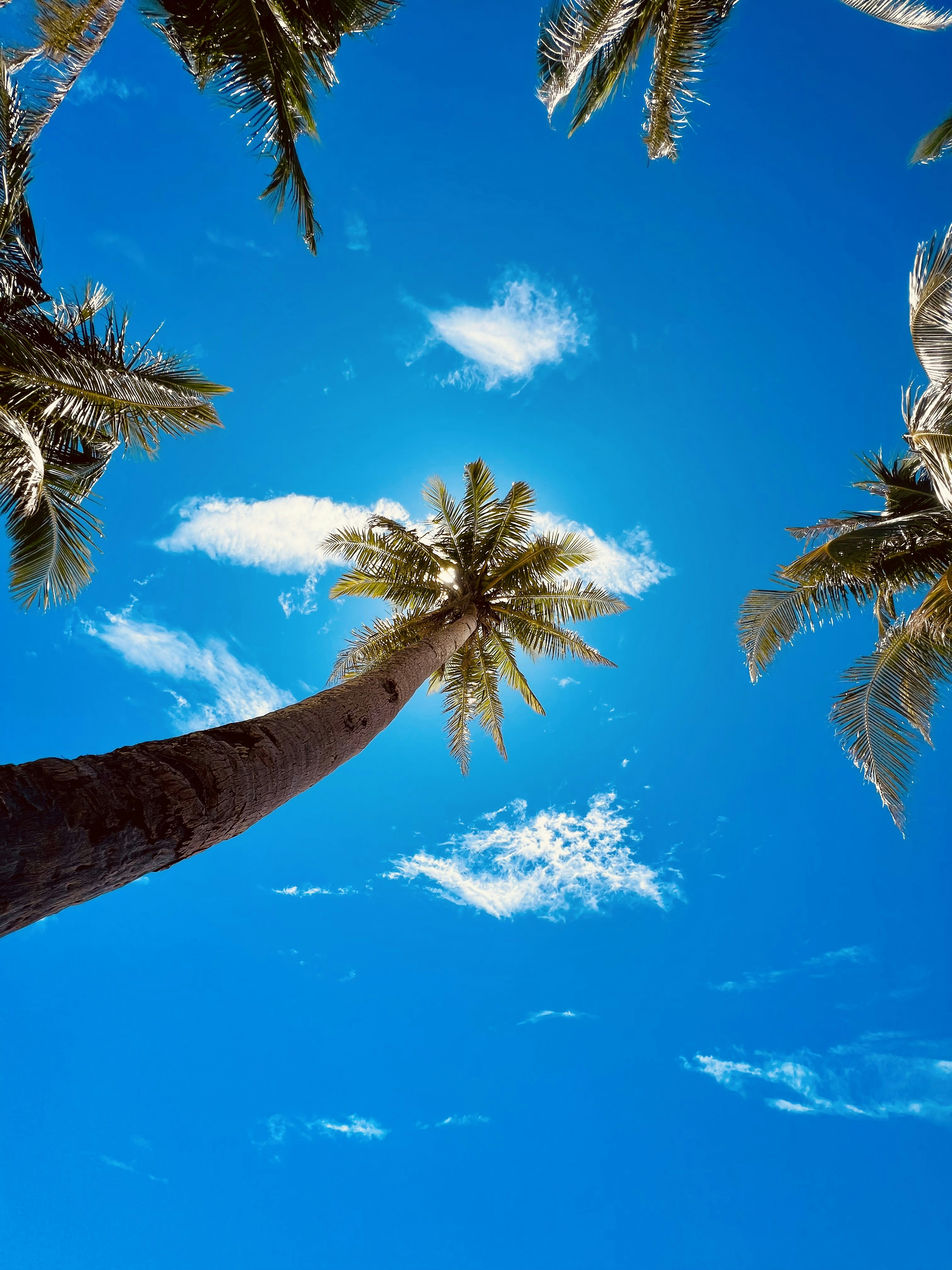 Palm trees stretch upward against a vibrant blue sky, interspersed with fluffy clouds.