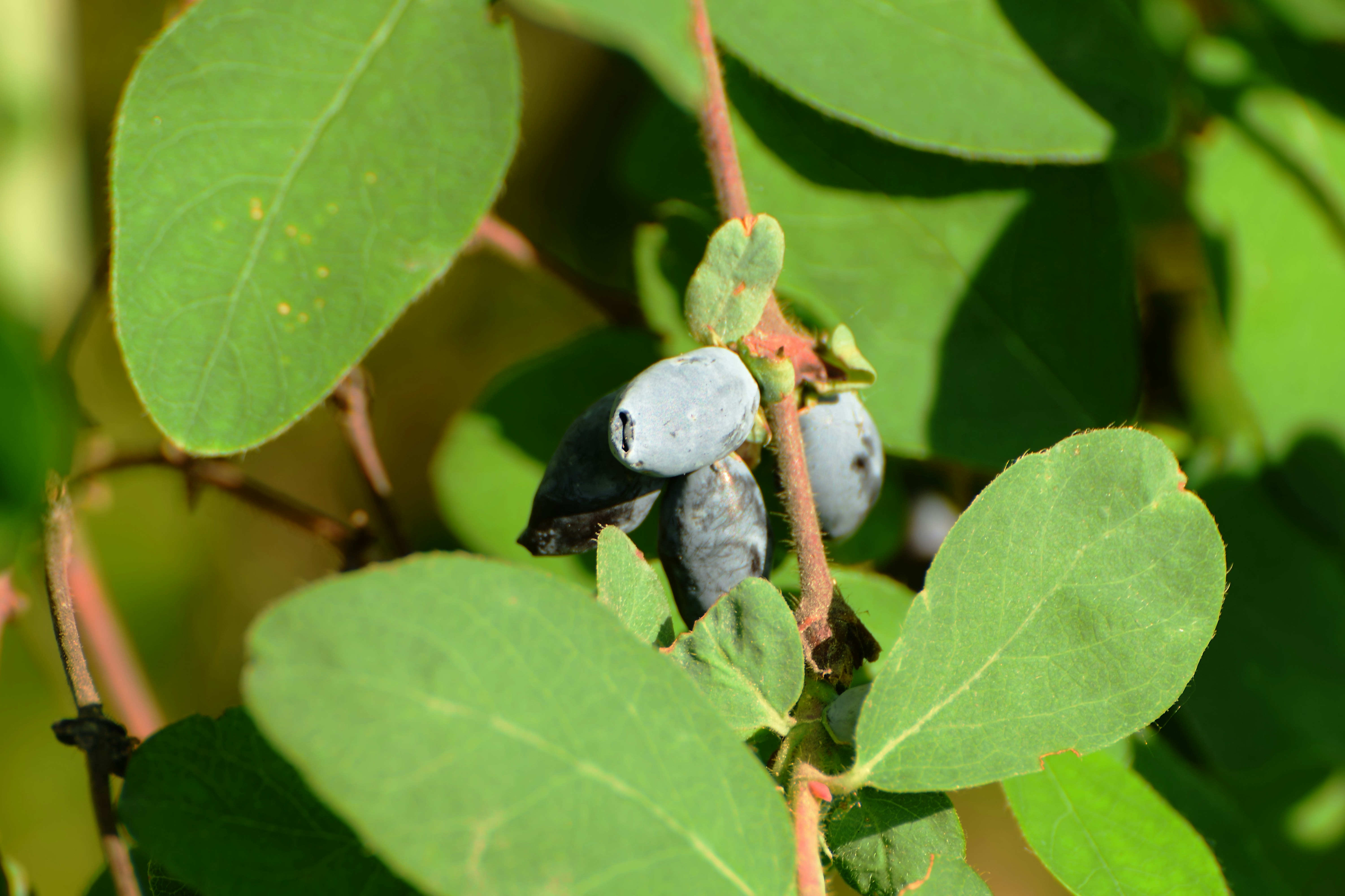 a close up of some blue berries on a tree