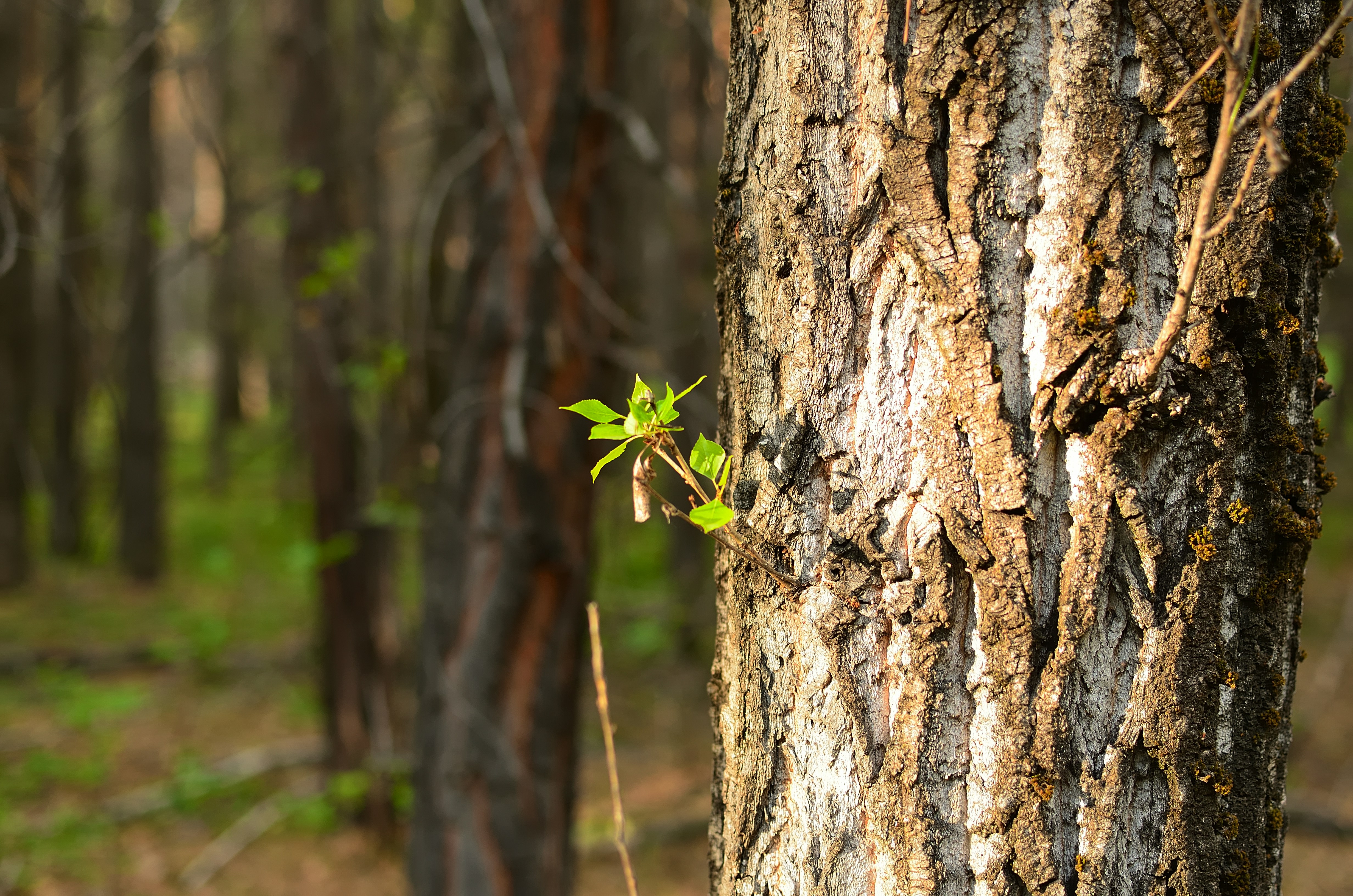 Tender Sprout at the Edge of the Bark