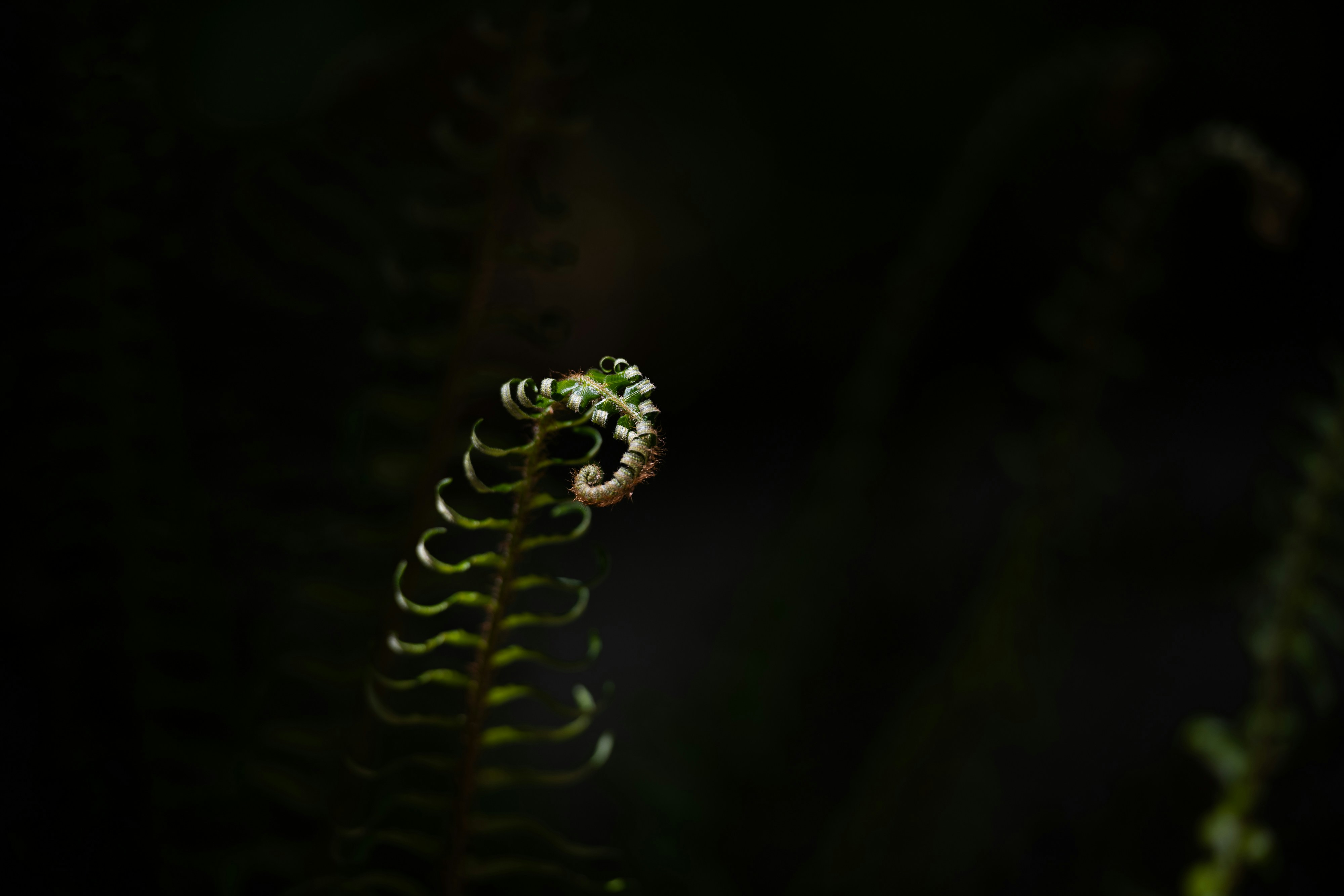 A close-up of a curled fern frond emerging from the darkness, showcasing intricate textures and vibrant green hues.
