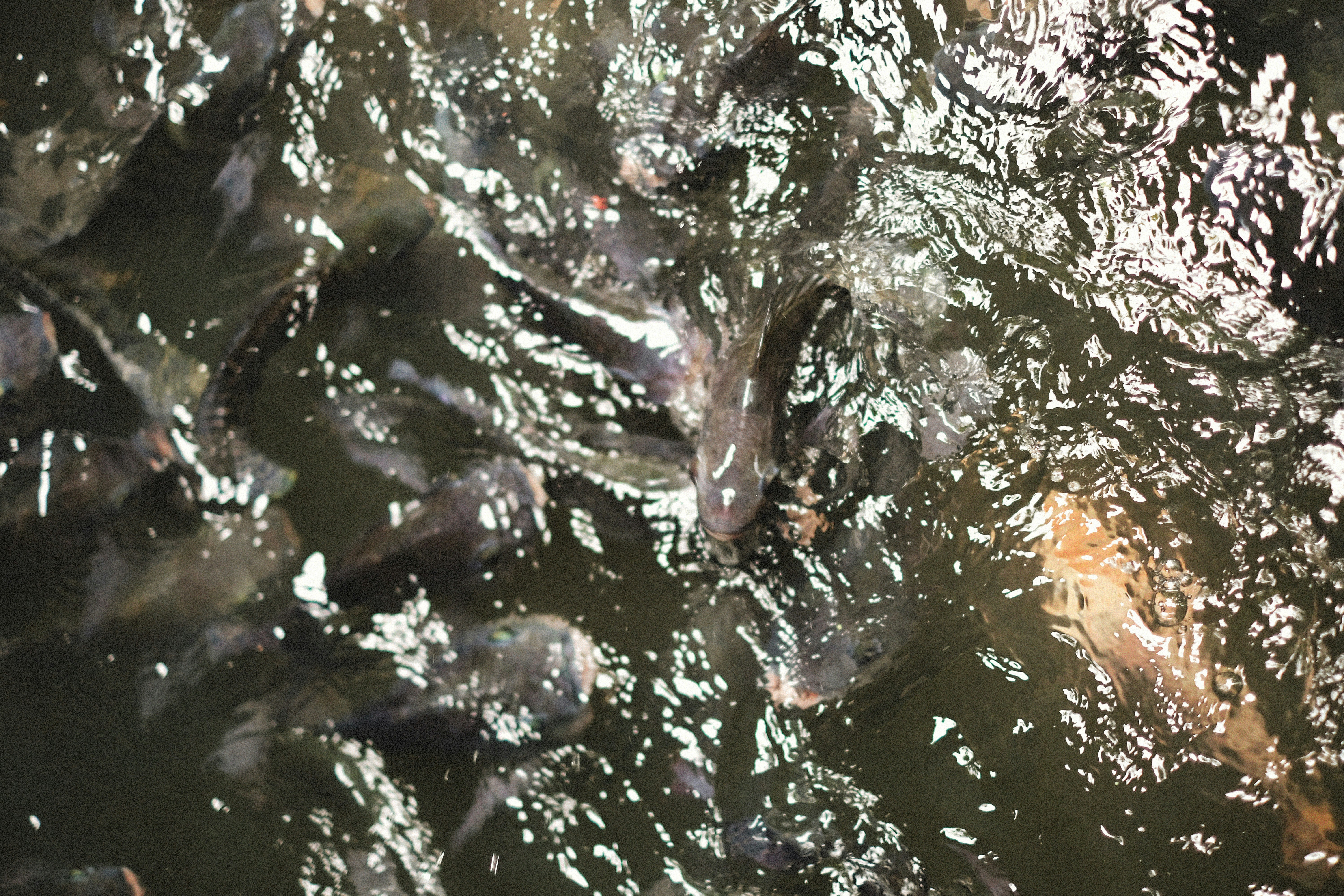 A bunch of fish are swimming in the water photo – Free Grey Image on ...