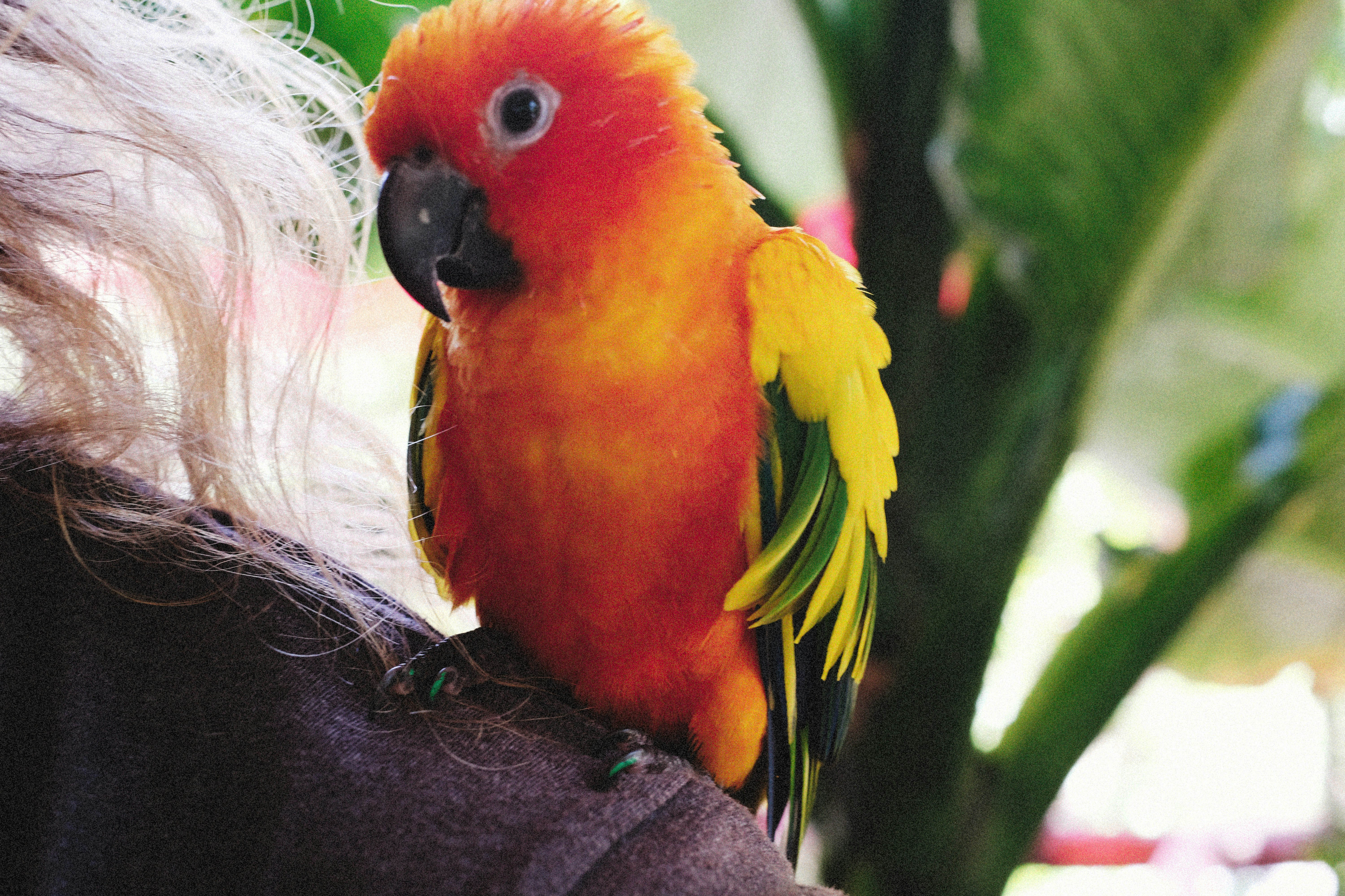 Sun Conure Portrait: Bright Plumage Perched on a Shoulder Amid Tropical Greenery