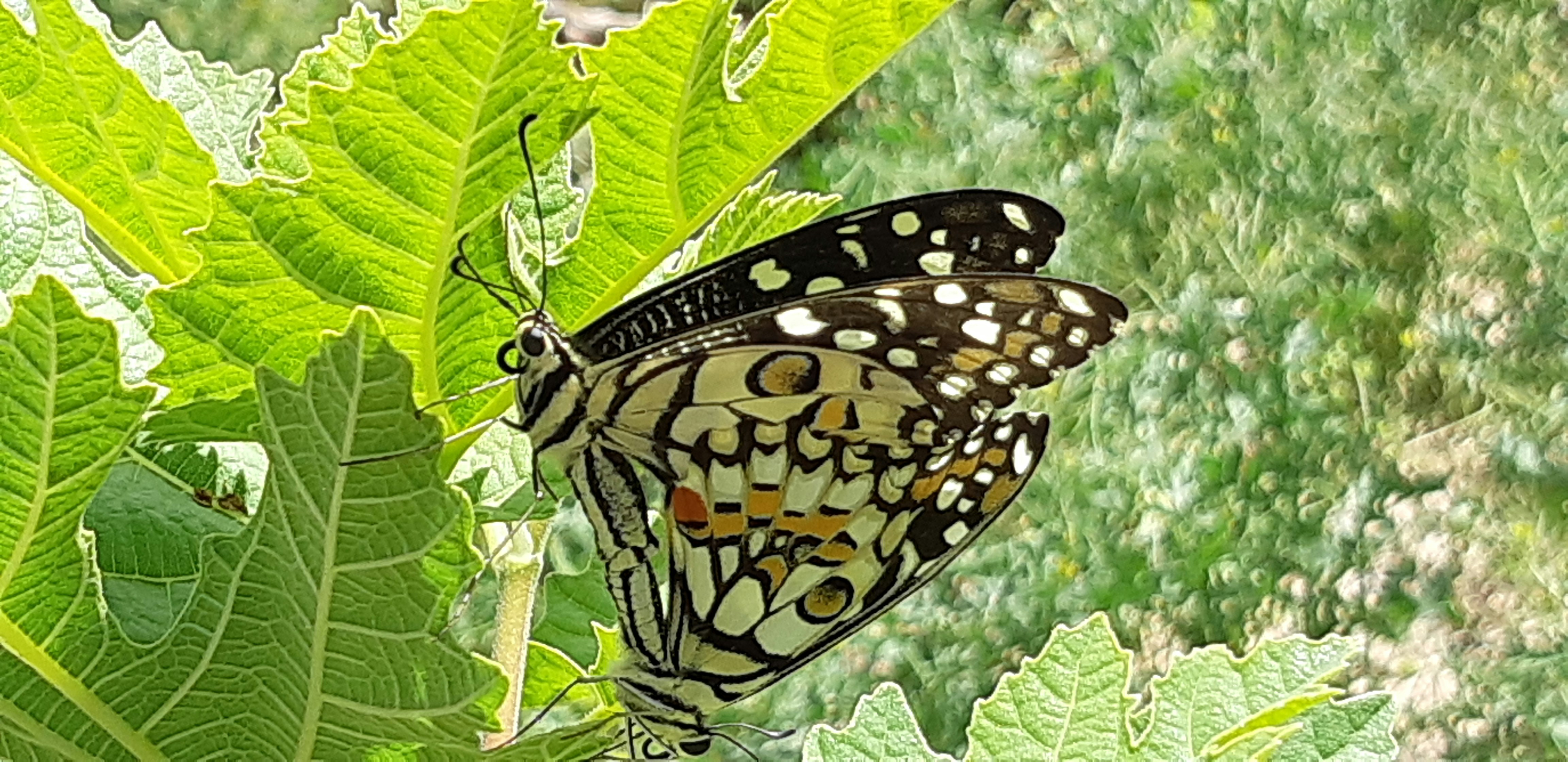 a black and white butterfly sitting on a green leaf