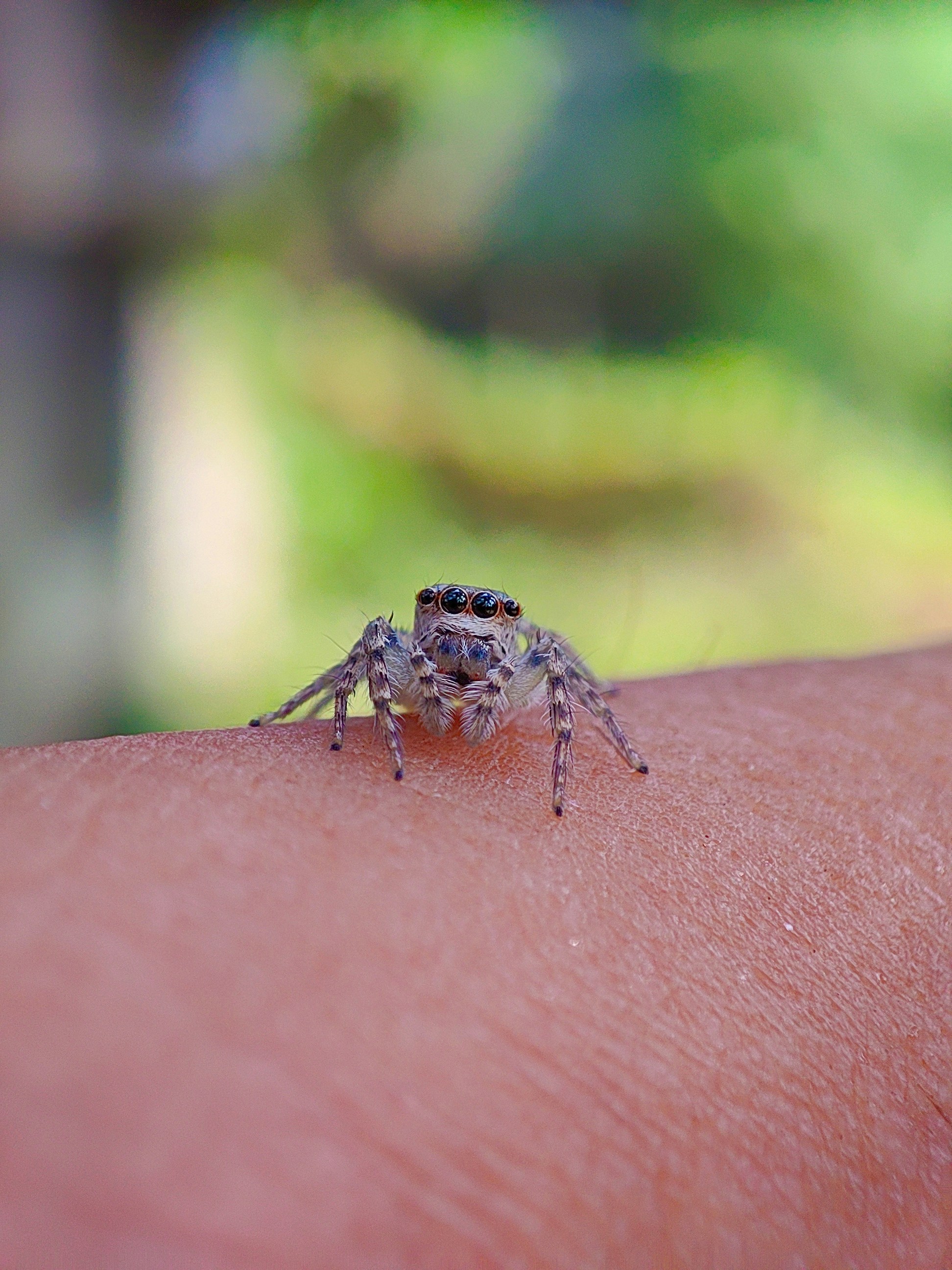 A close up of a person's arm with a spider on it photo – Free Animal ...