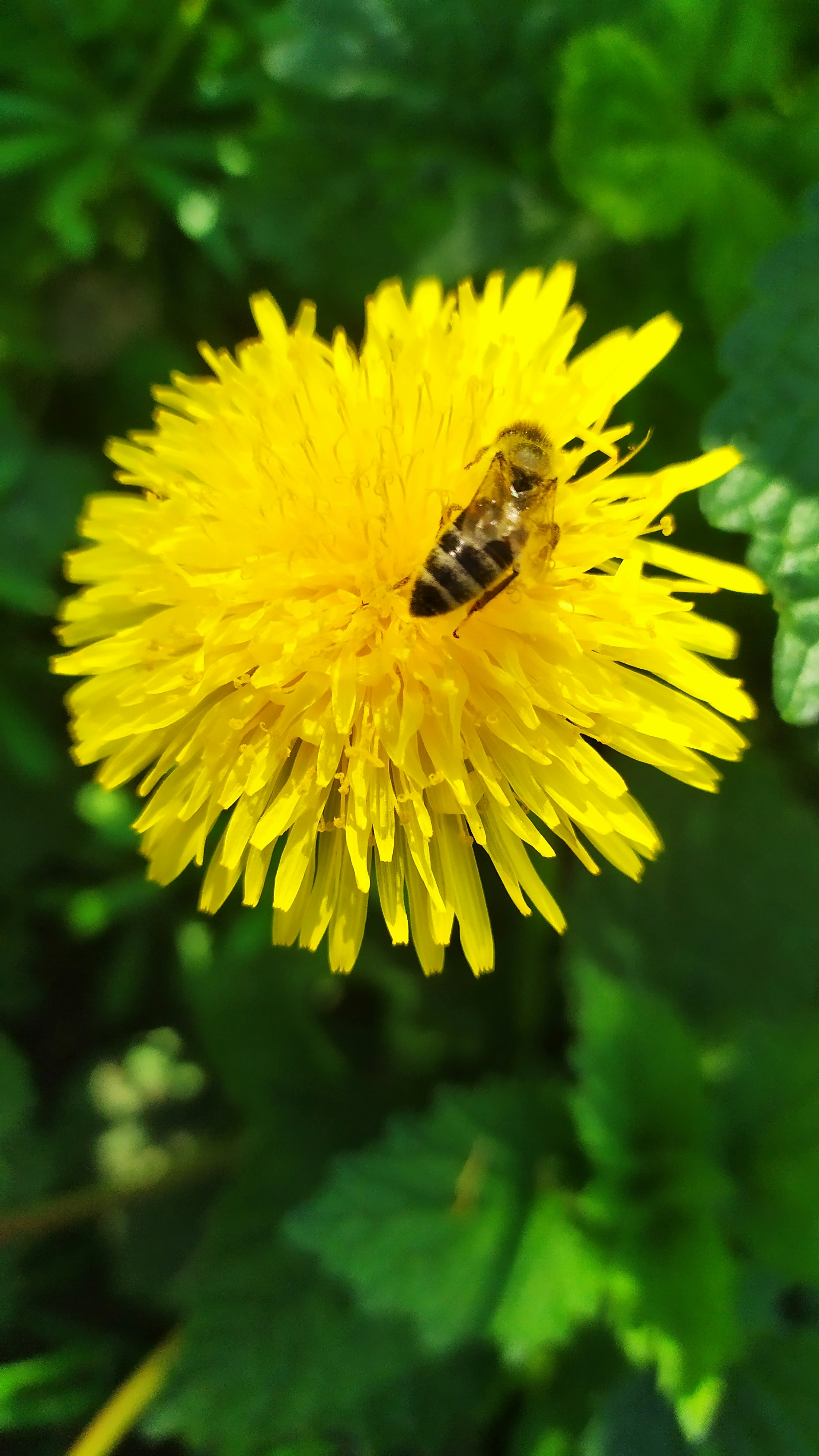 a yellow flower with a bee on it