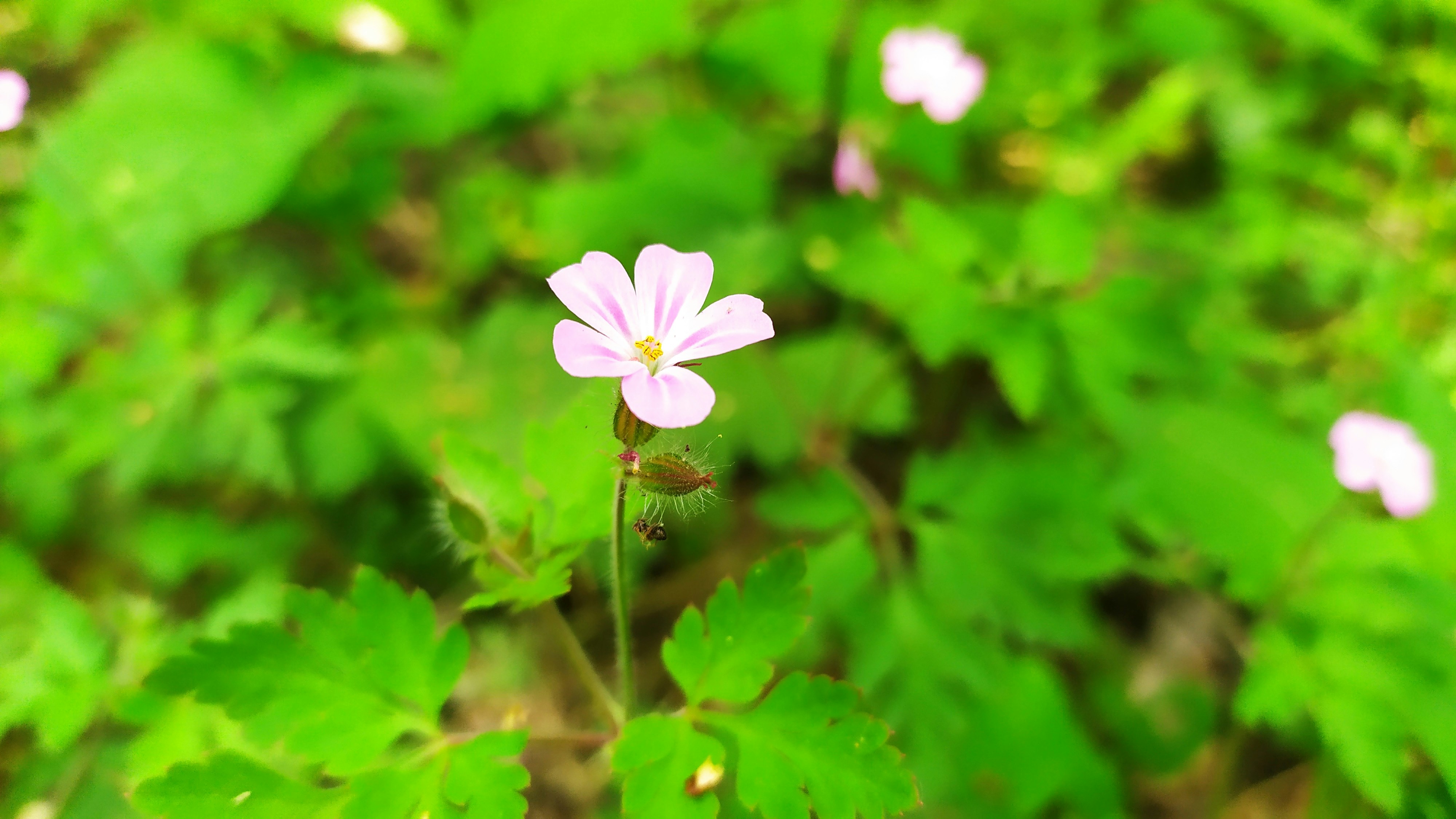 Verdant Spotlight: The Pink Bloom Among Emerald Leaves