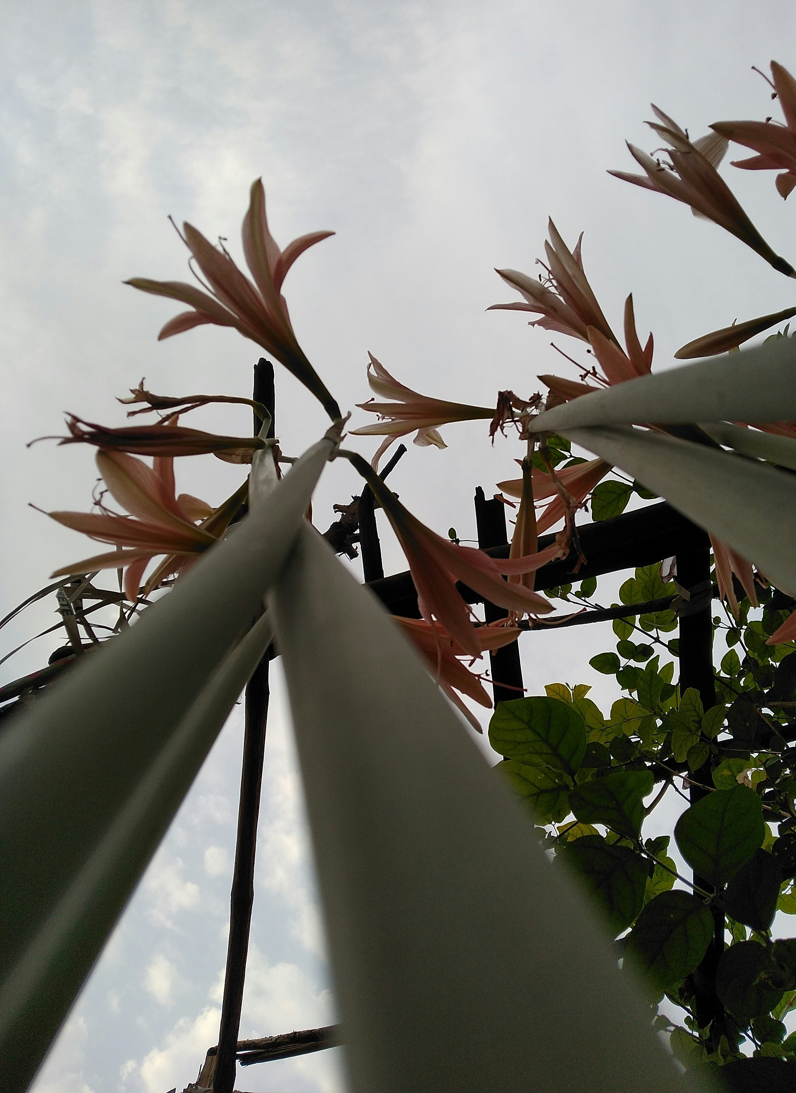 Geometric Foliage Under a Pale Sky: A Low-Angle Study