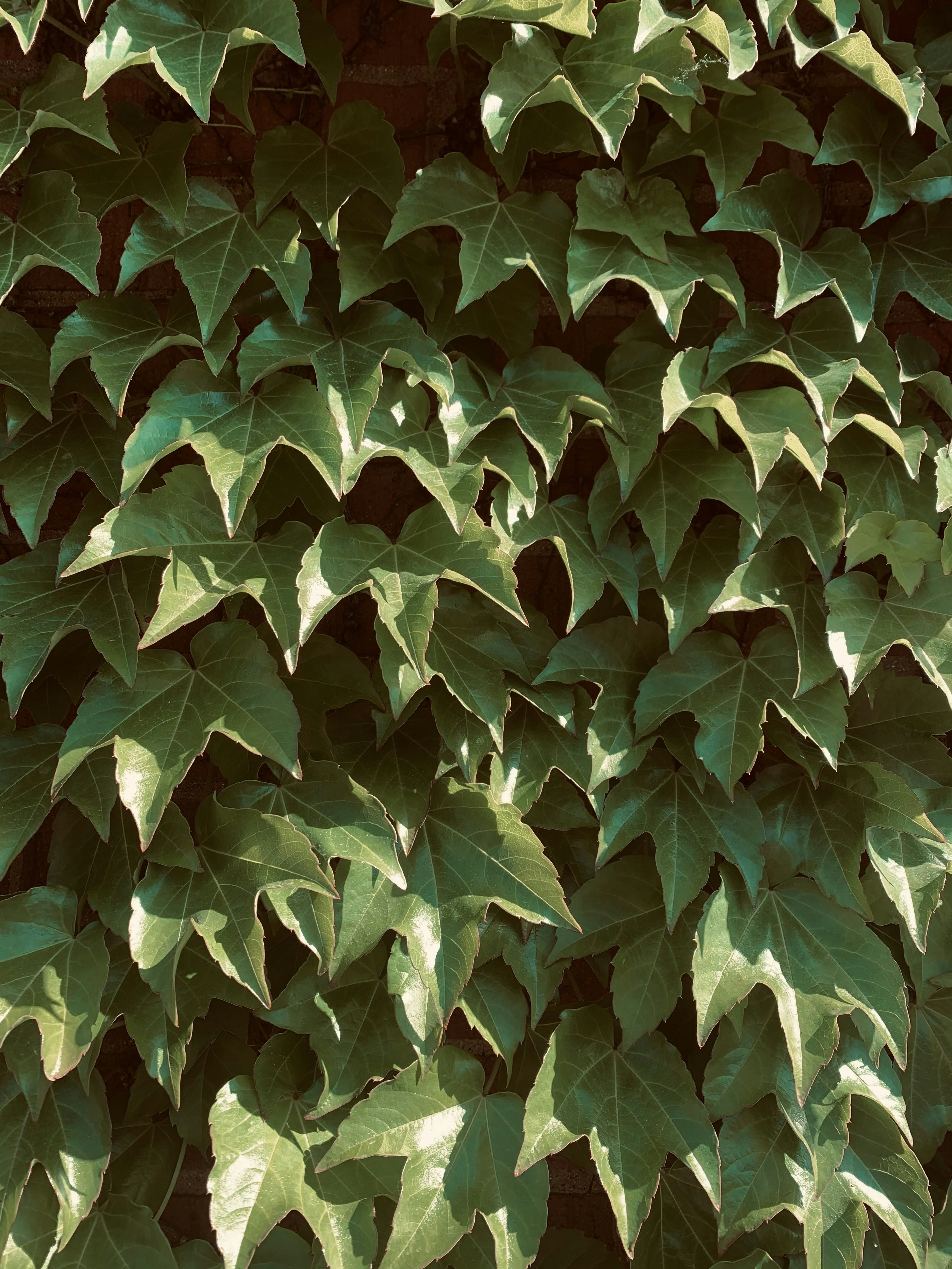 Dense ivy leaves create a vibrant green wall, showcasing intricate patterns and textures. The natural light enhances the leaf's glossy surfaces.