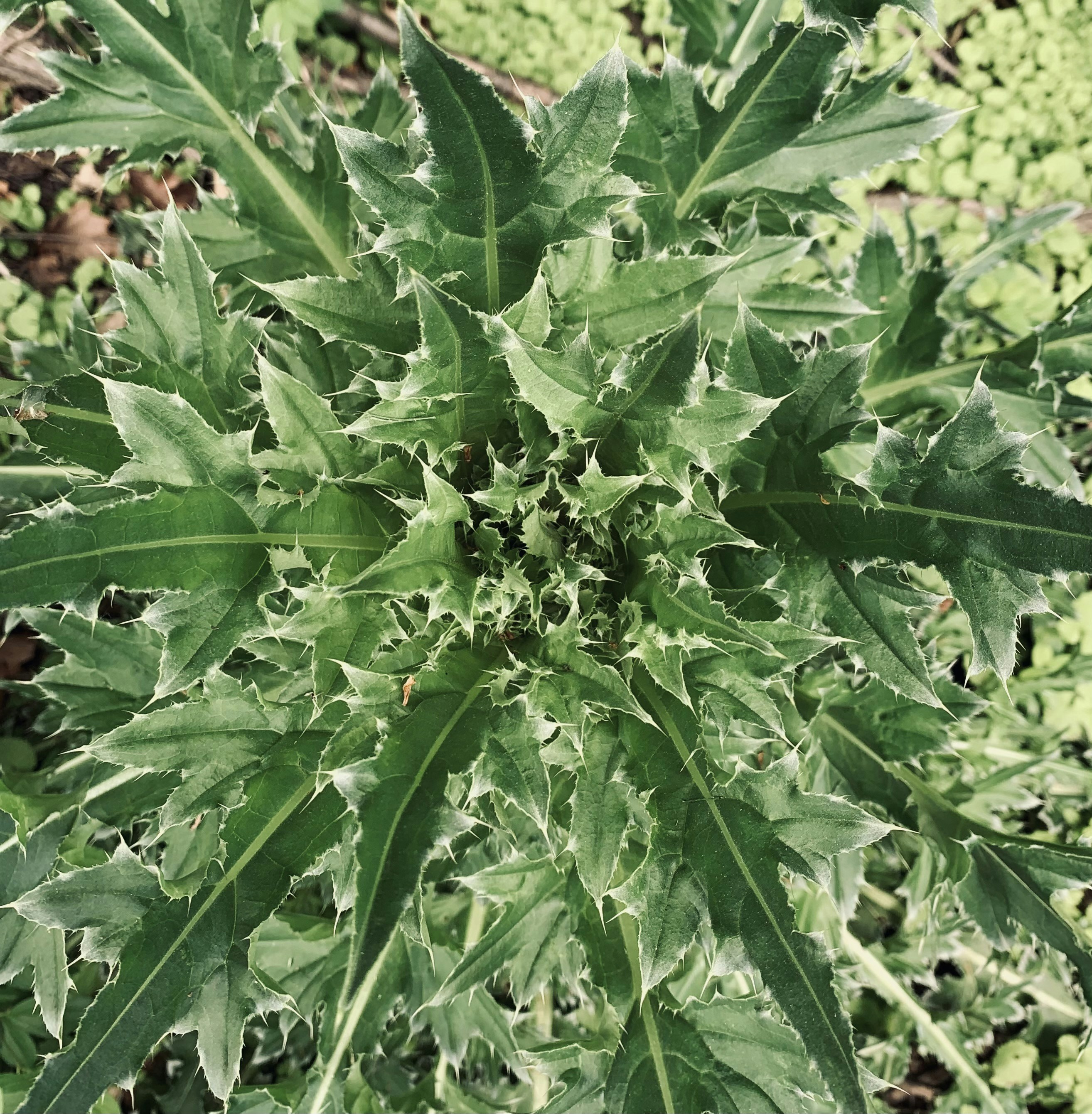 Center Stage in a Crown of Spikes: A Close-Up of Verdant Bramble Foliage