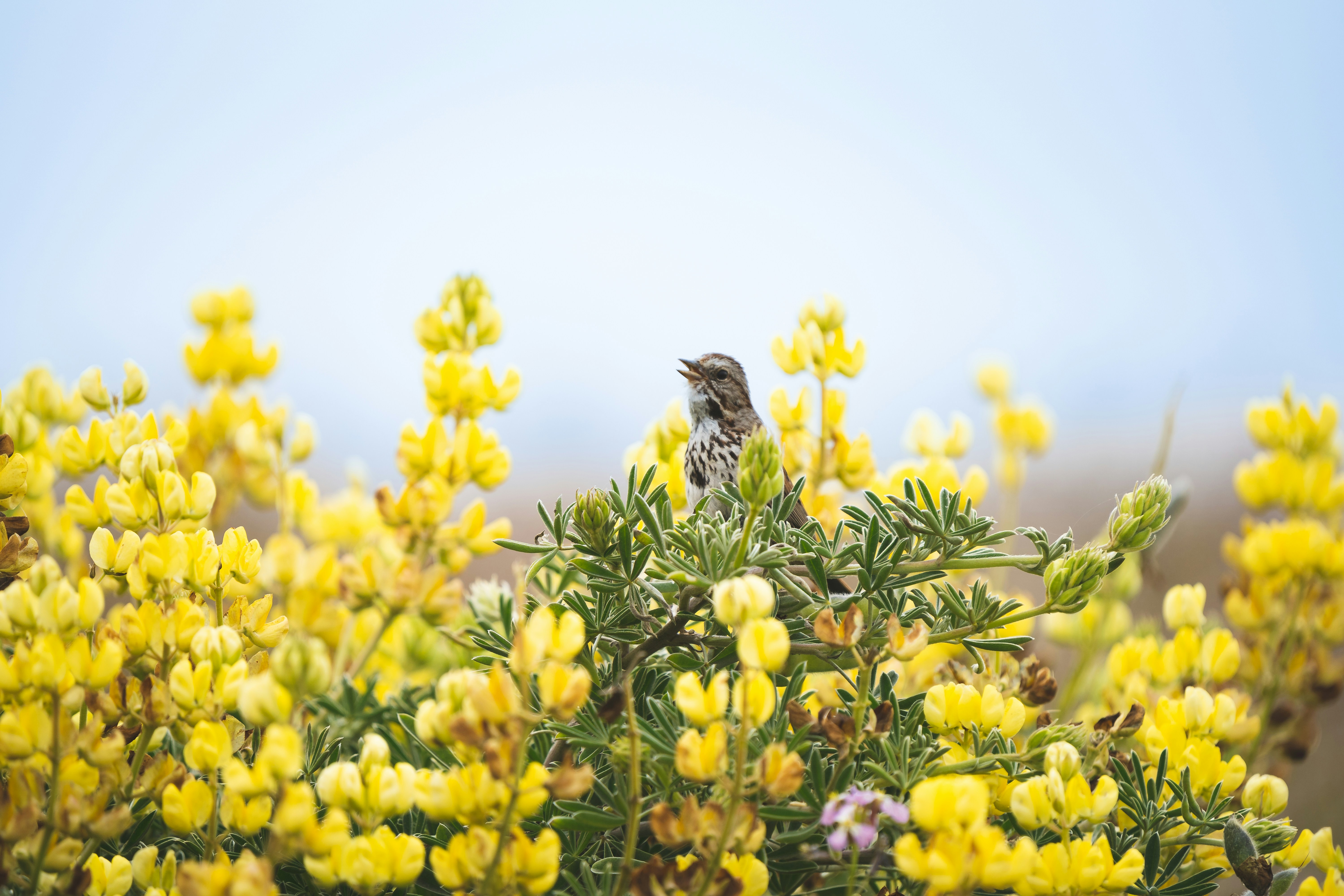 Warbler Among Golden Blooms: a Quiet Spring Moment