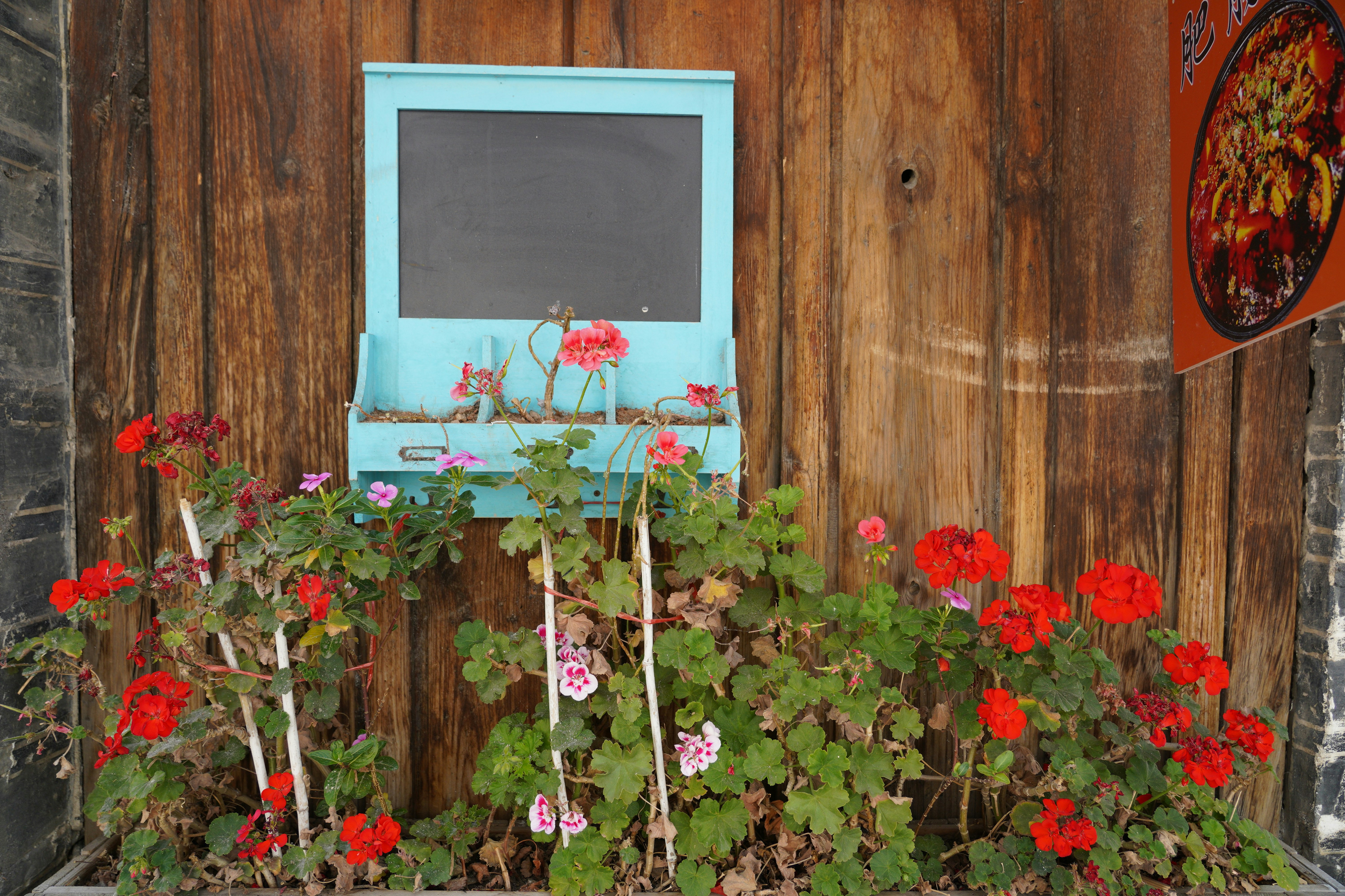 Vibrant red and pink geraniums bloom against a rustic wooden wall, complemented by a turquoise display board. A warm, inviting scene captures the essence of outdoor beauty.