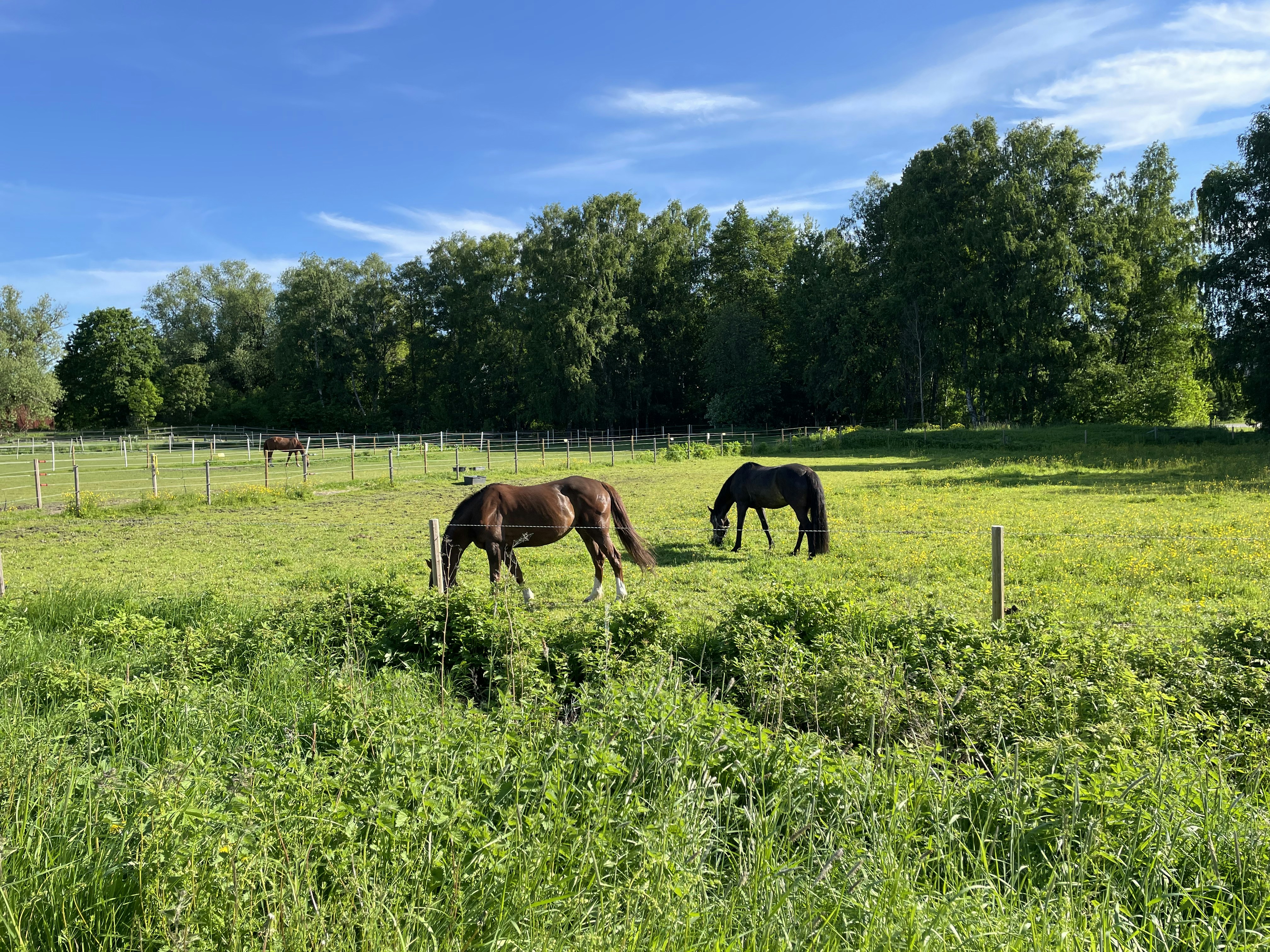 Tranquil Grazing in Morning Light