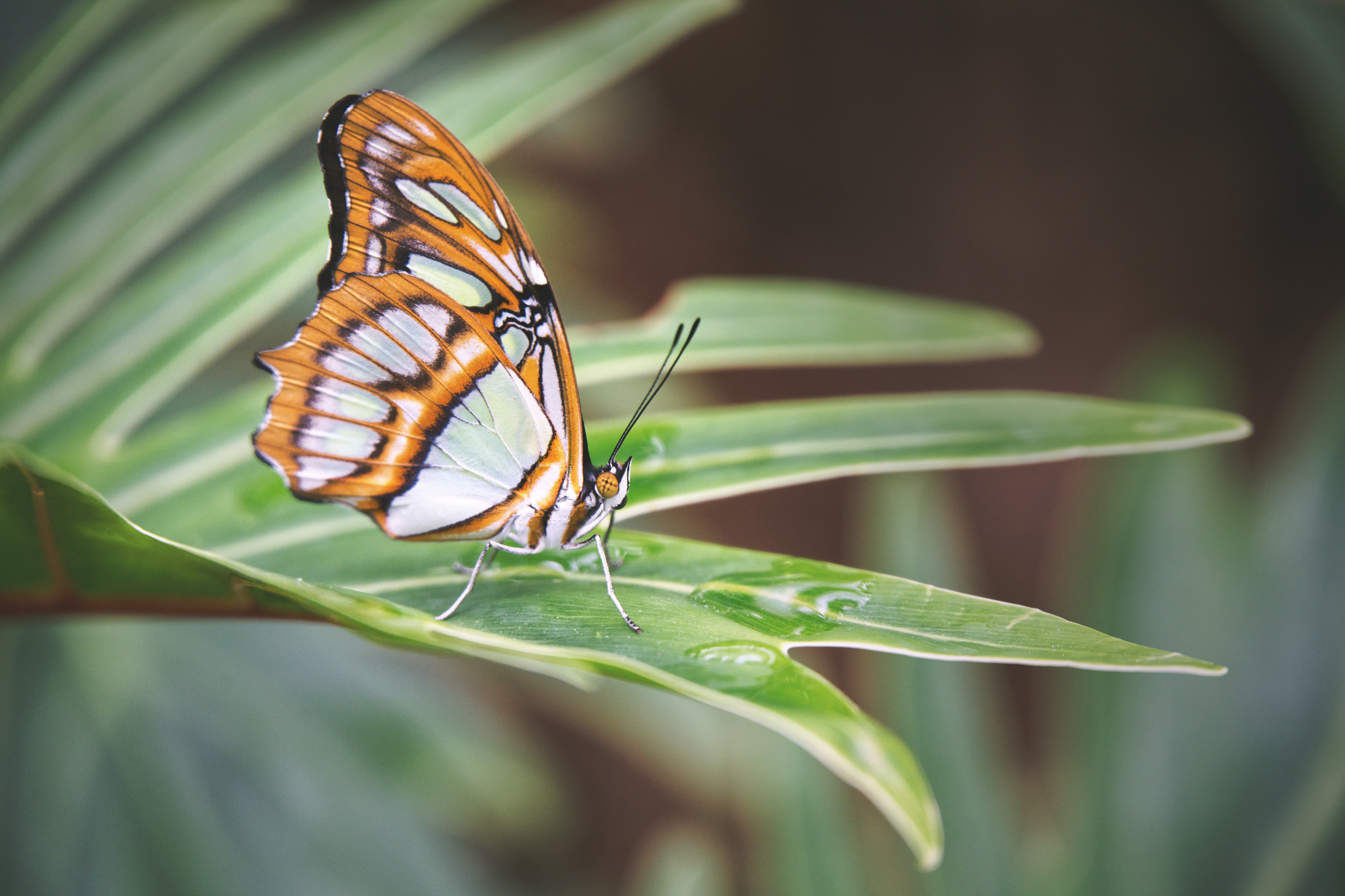 Amber-winged butterfly perched on a glossy tropical leaf, framed by emerald foliage