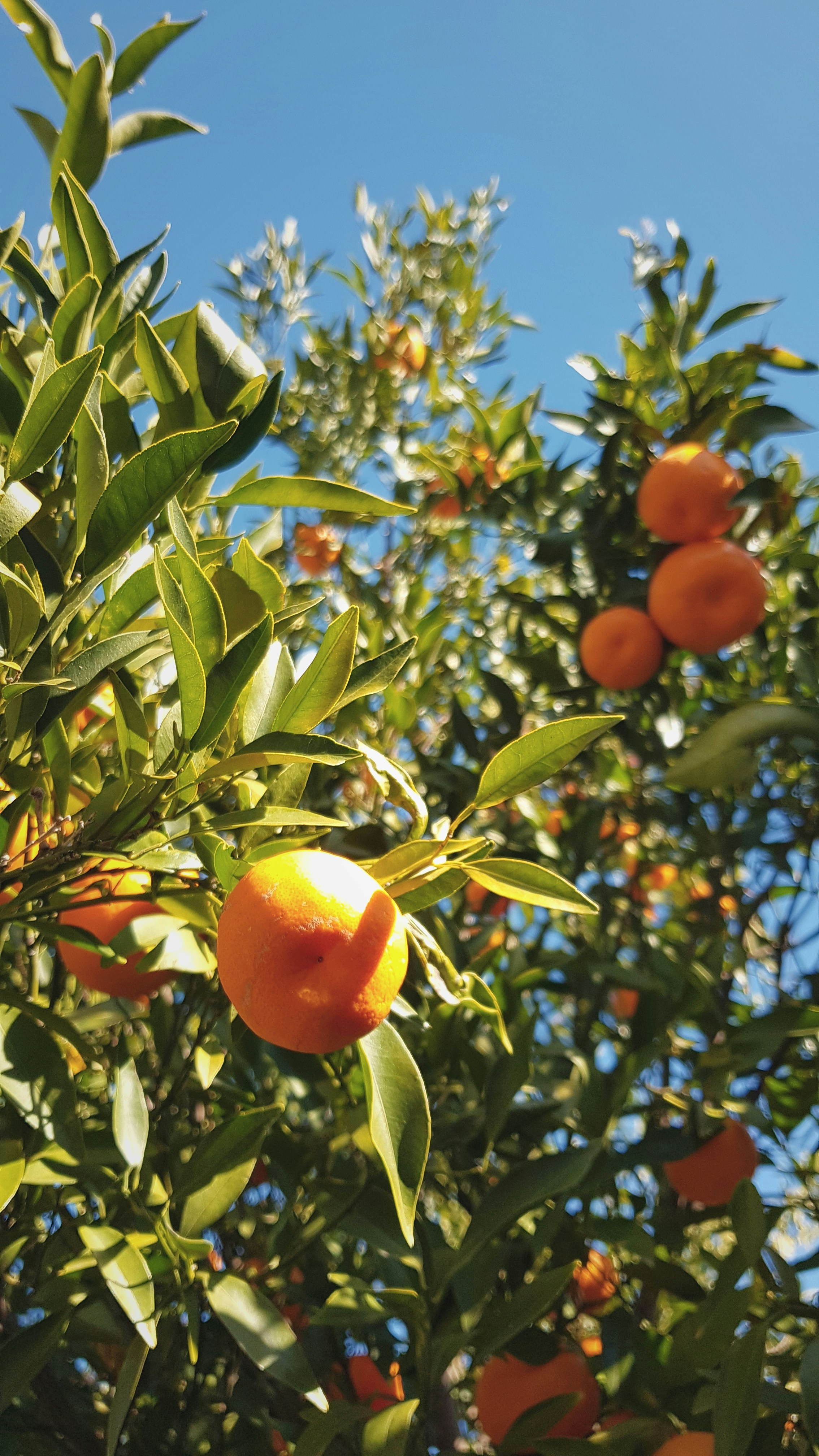 Un arbre rempli de beaucoup d’oranges sous un ciel bleu photo – Photo ...