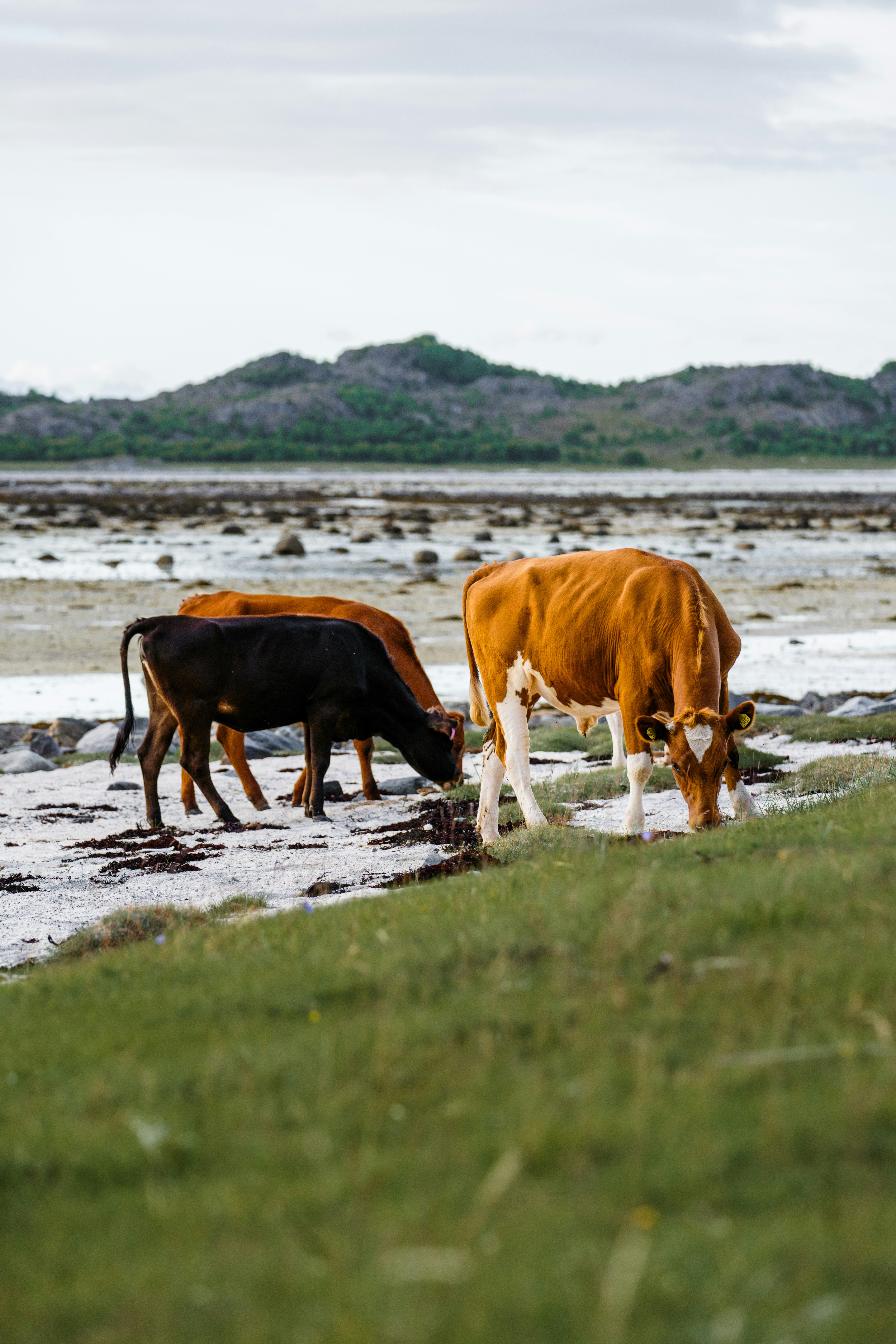 Grazing by the Tidal Edge: A Cattle Portrait on Shifting Shore