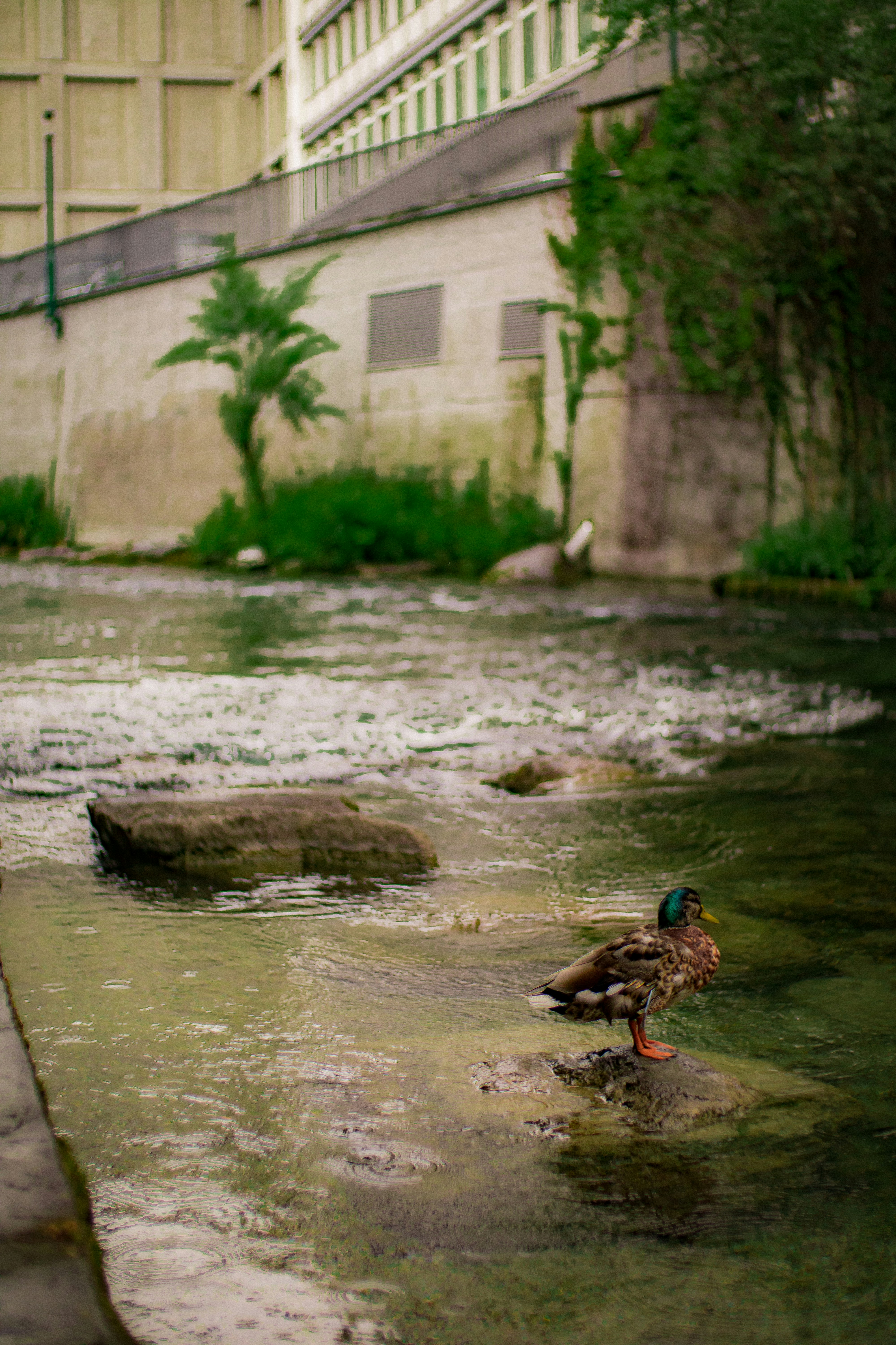 a couple of ducks standing on top of a river