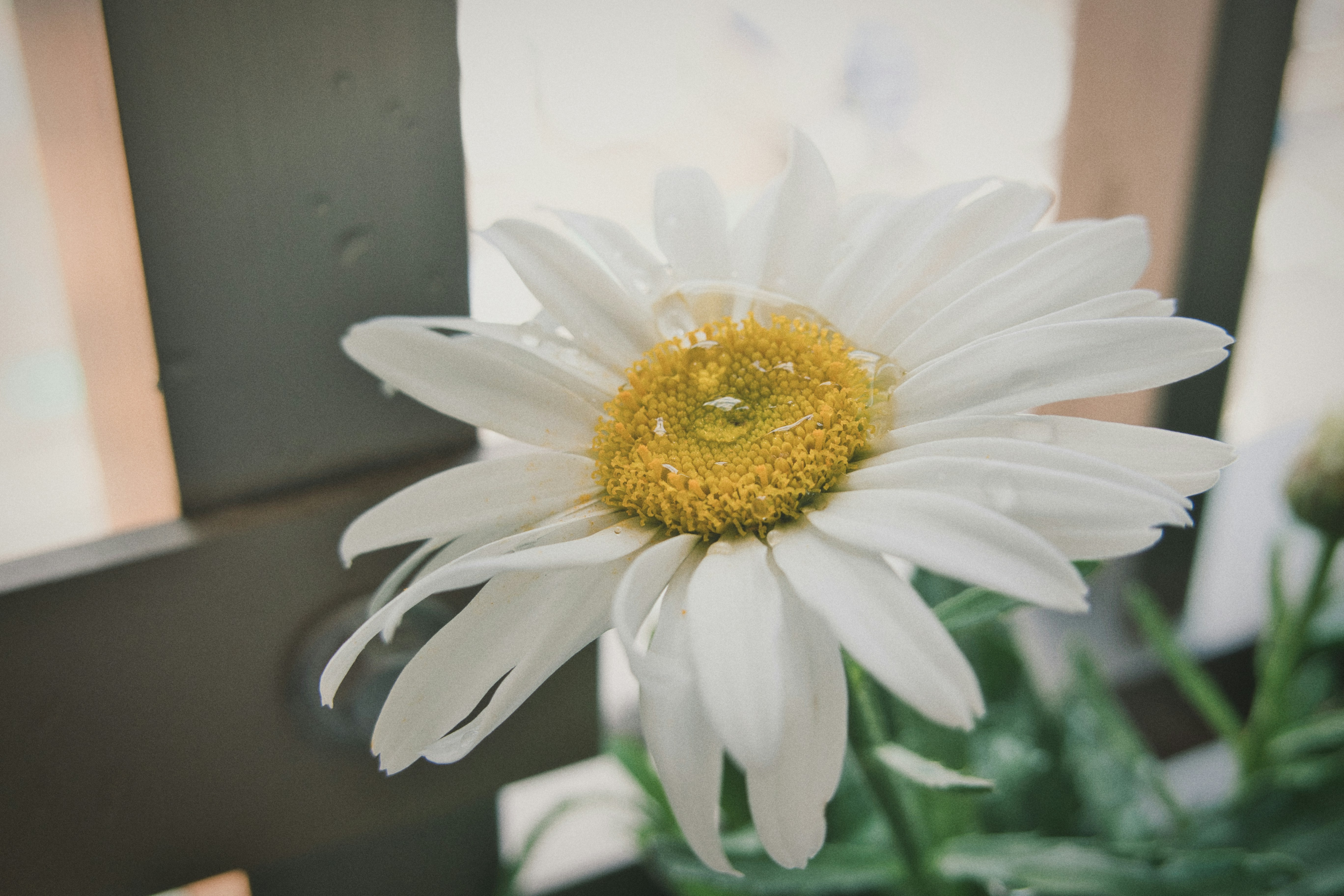 Petal Spotlight: White Daisy in a Quiet Window Moment