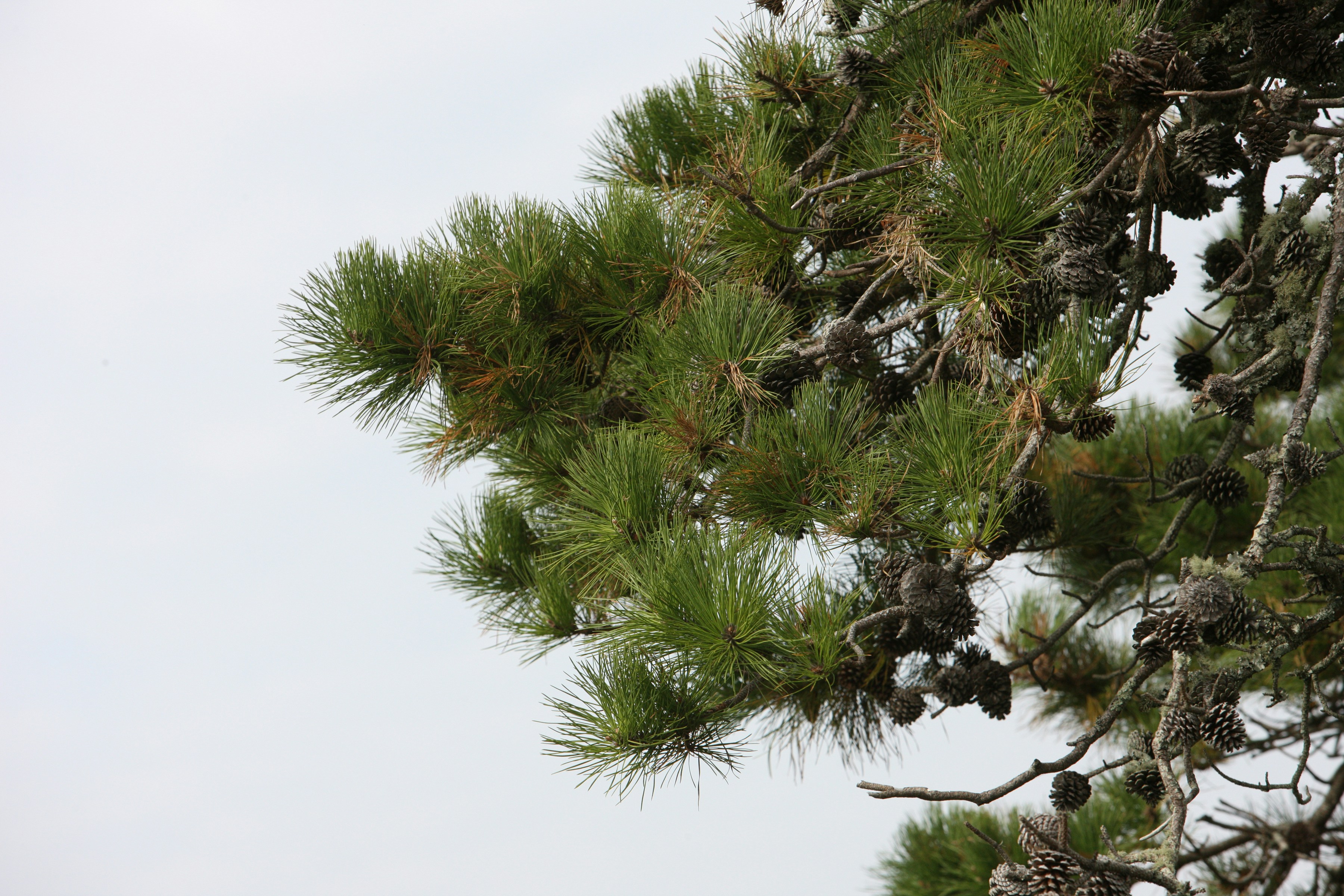 a bird perched on top of a pine tree