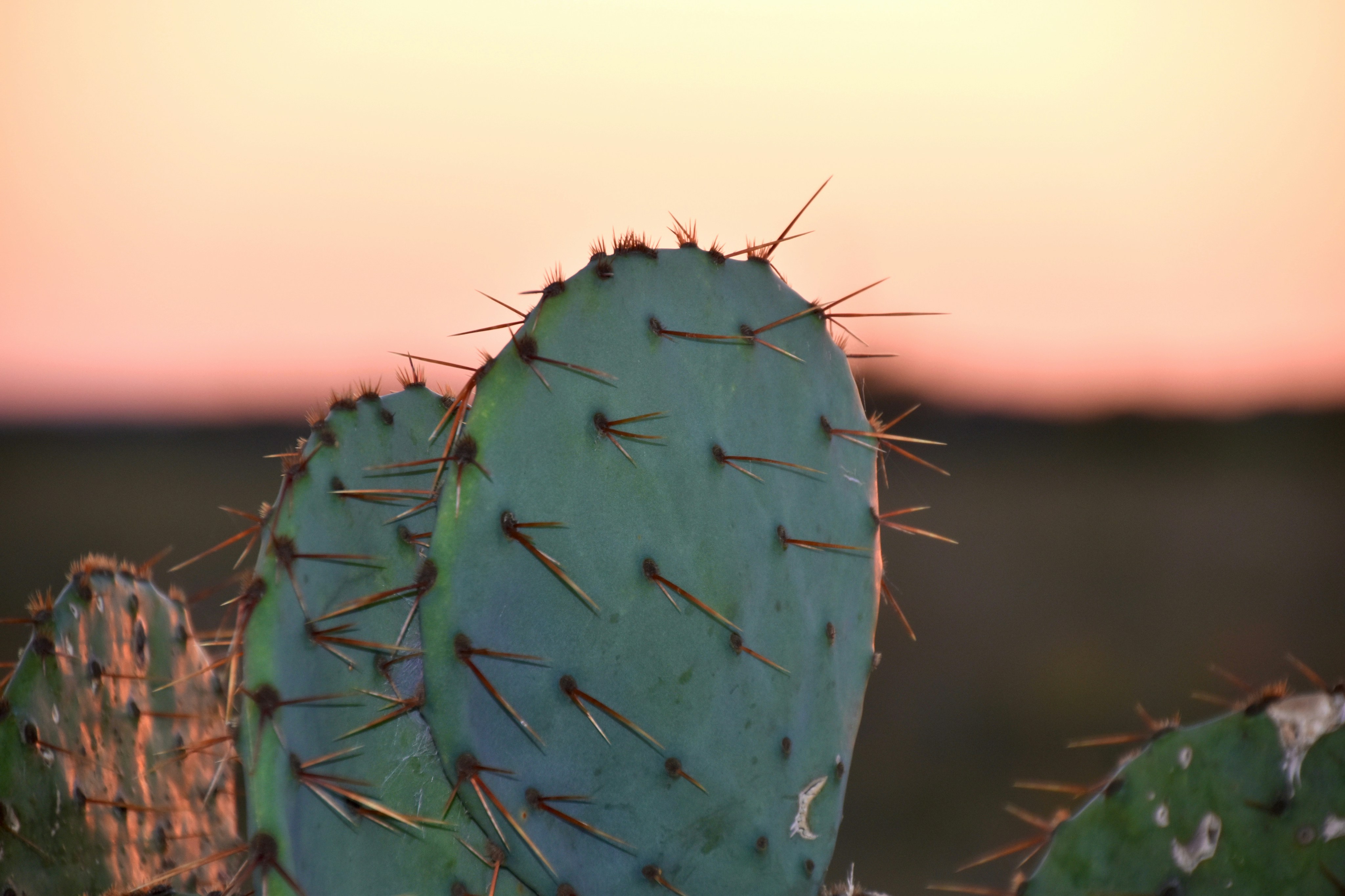 Texas Sunset Pictures | Download Free Images on Unsplash
