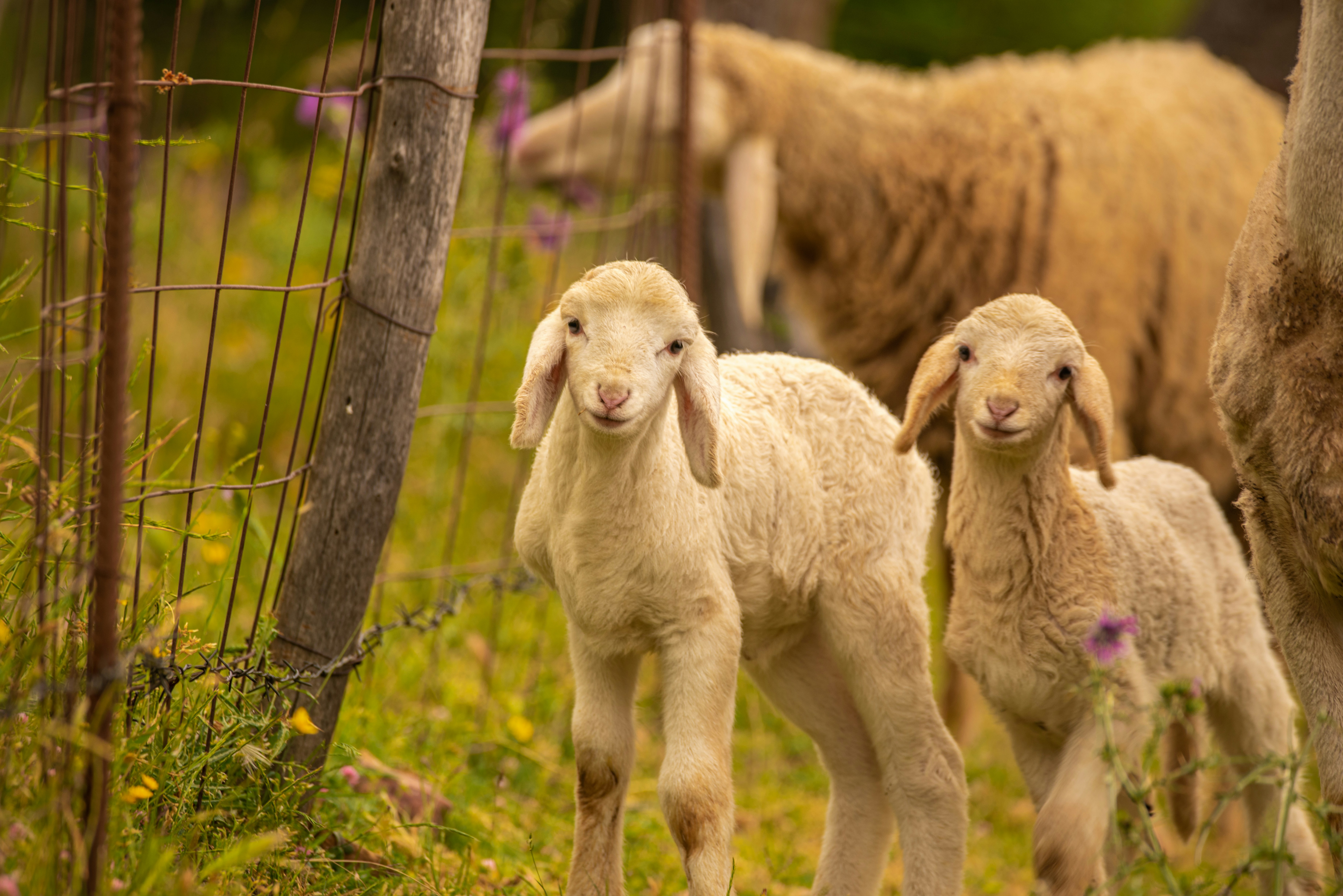 Two playful lambs explore a vibrant meadow, framed by rustic fencing and a grazing sheep in the background.