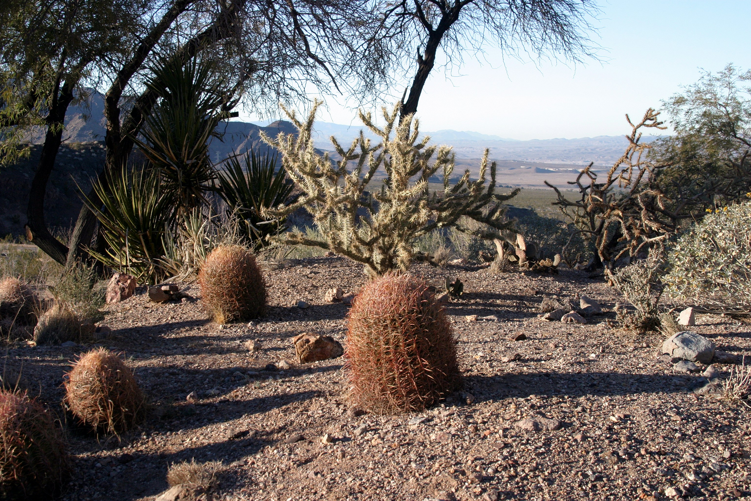 Barrel Cacti Stand Guard Over a Quiet Desert Clearing