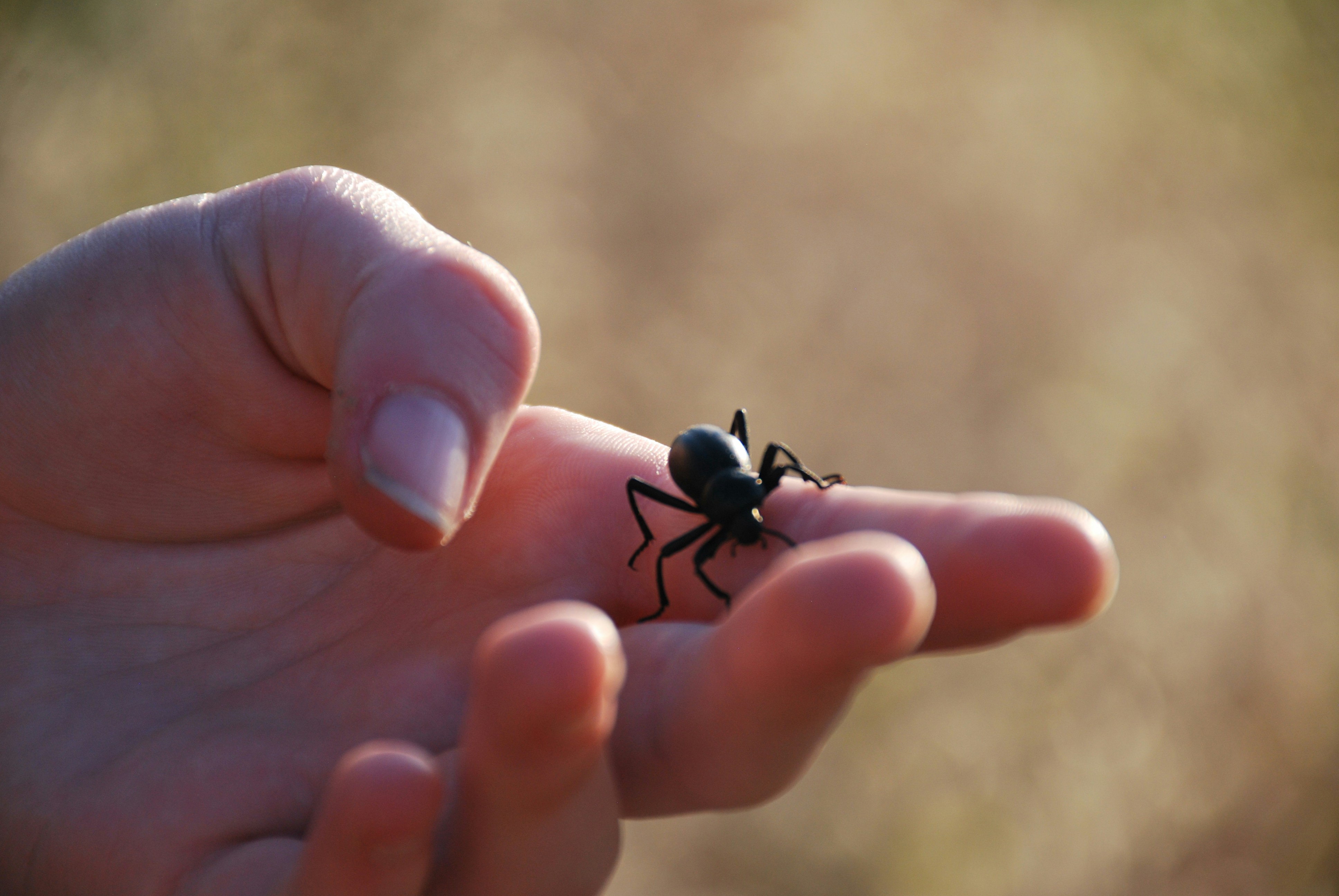 Golden Hour Encounter: A Minute Black Beetle on a Gentle Hand