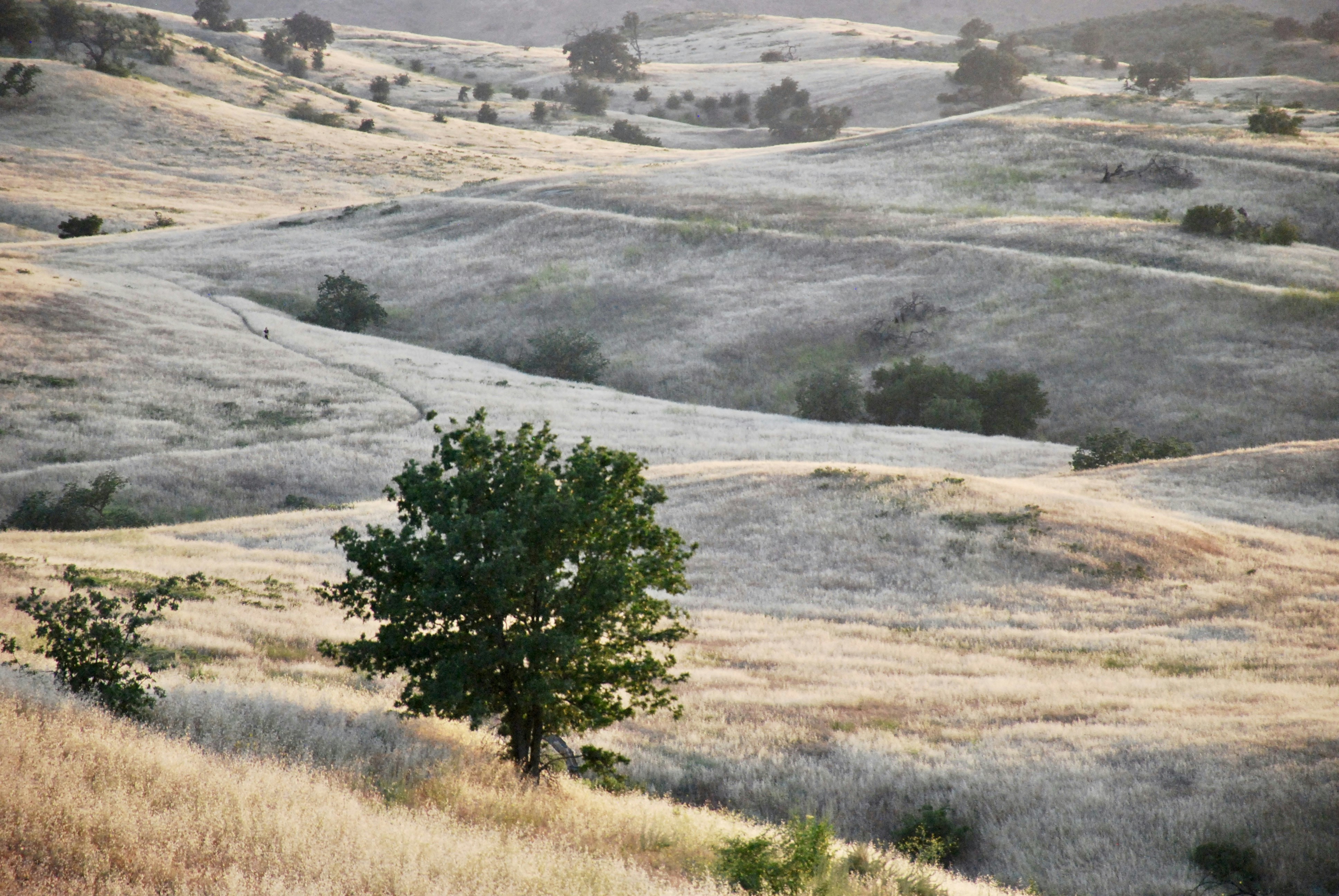 The Sentinel Oak Over a Tapestry of Rolling Hills