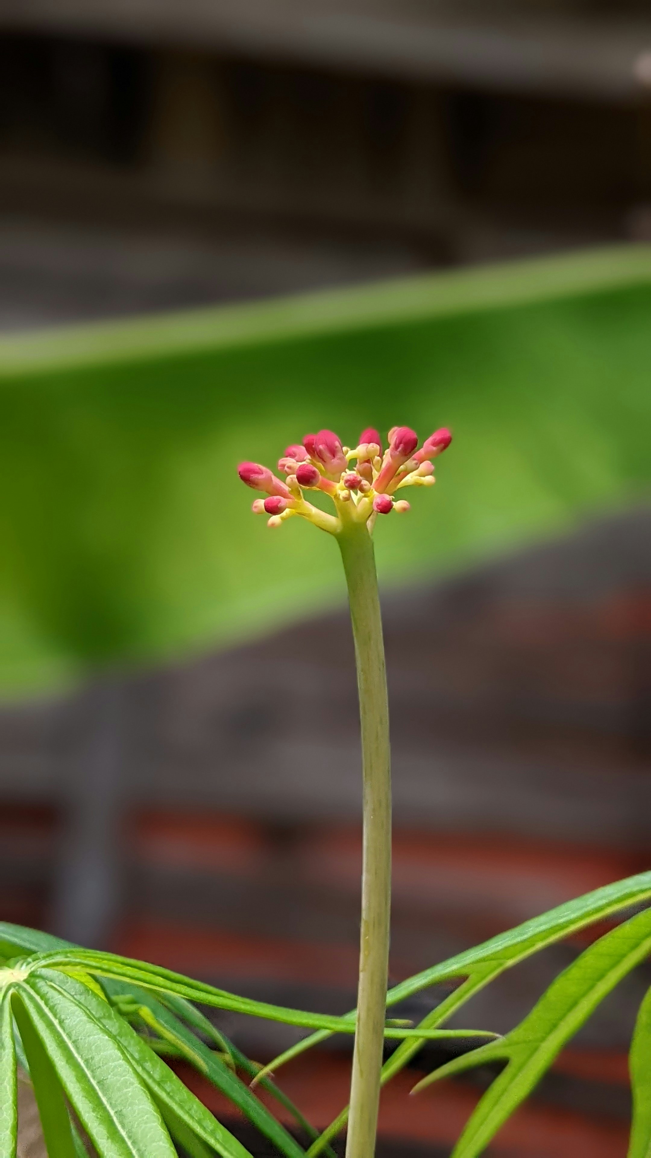 Delicate flower cluster emerging from a slender stem, set against a softly blurred green backdrop. The vibrant colors highlight the beauty of botanical life.