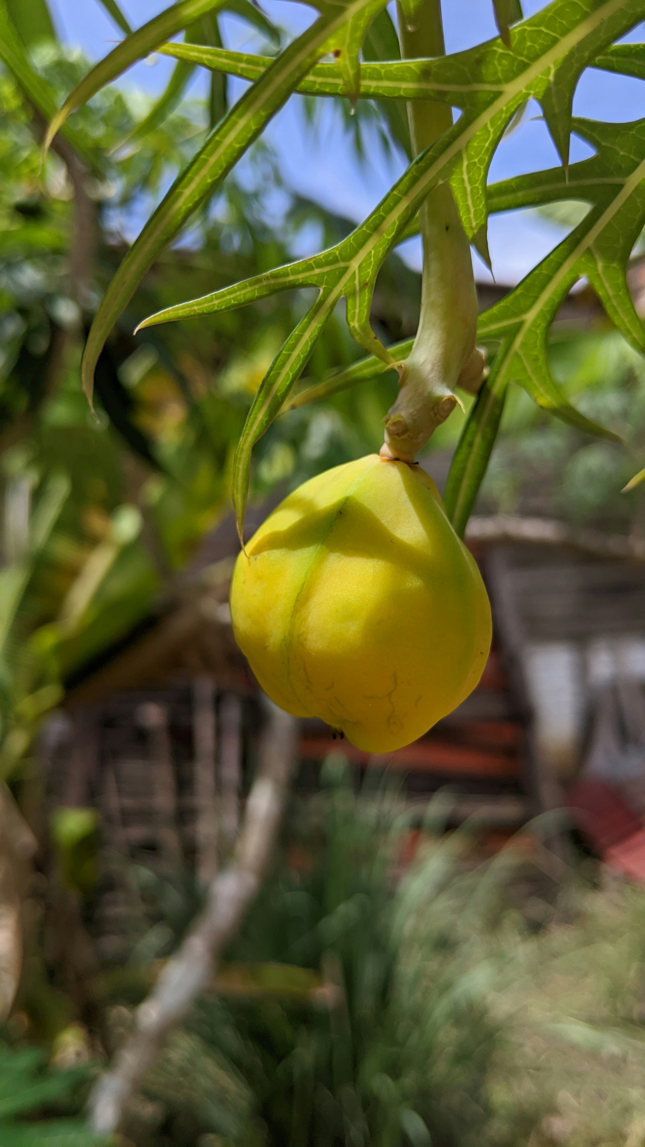 Photograph of a yellow fruit hanging from a stem among jagged green leaves. The background garden is softly blurred.
