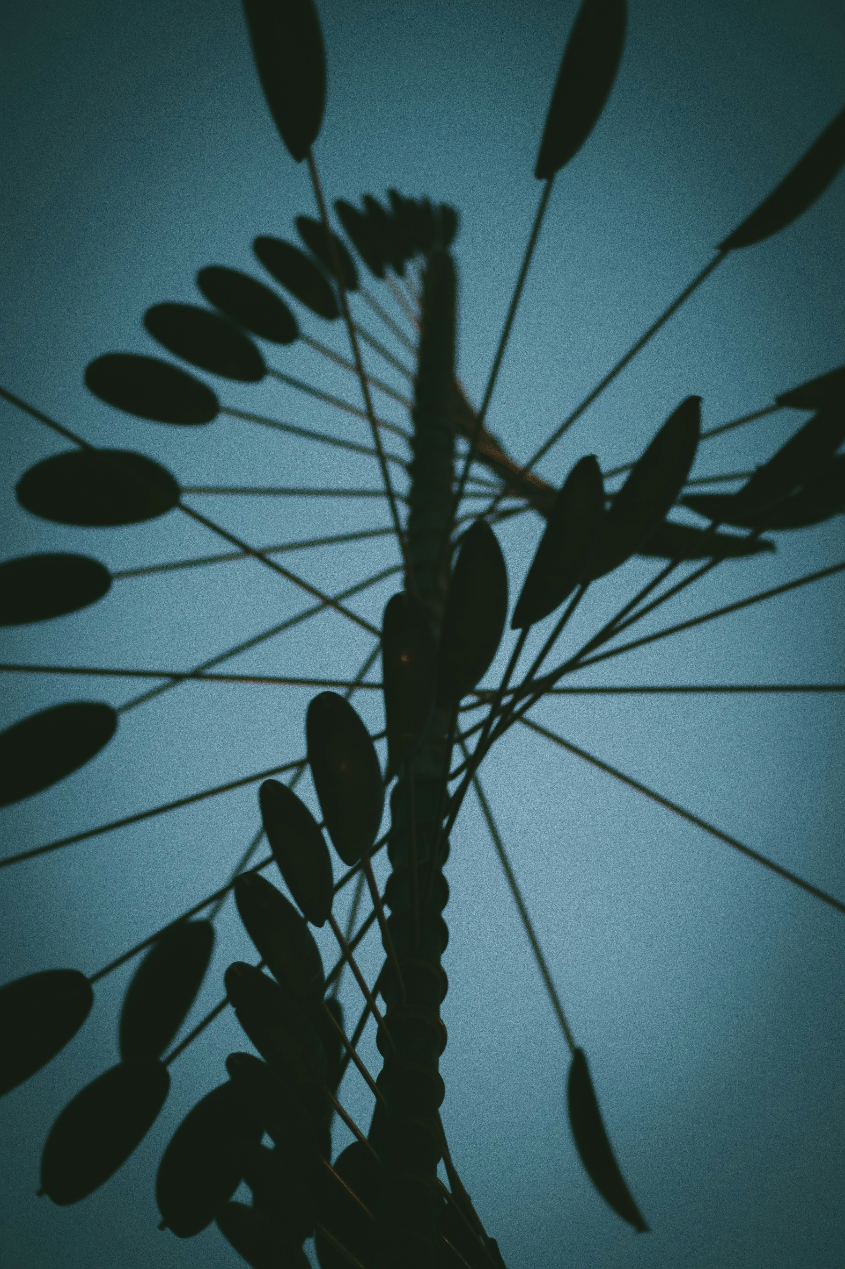 A close up of a plant with lots of leaves photo – Free Moab Image on ...