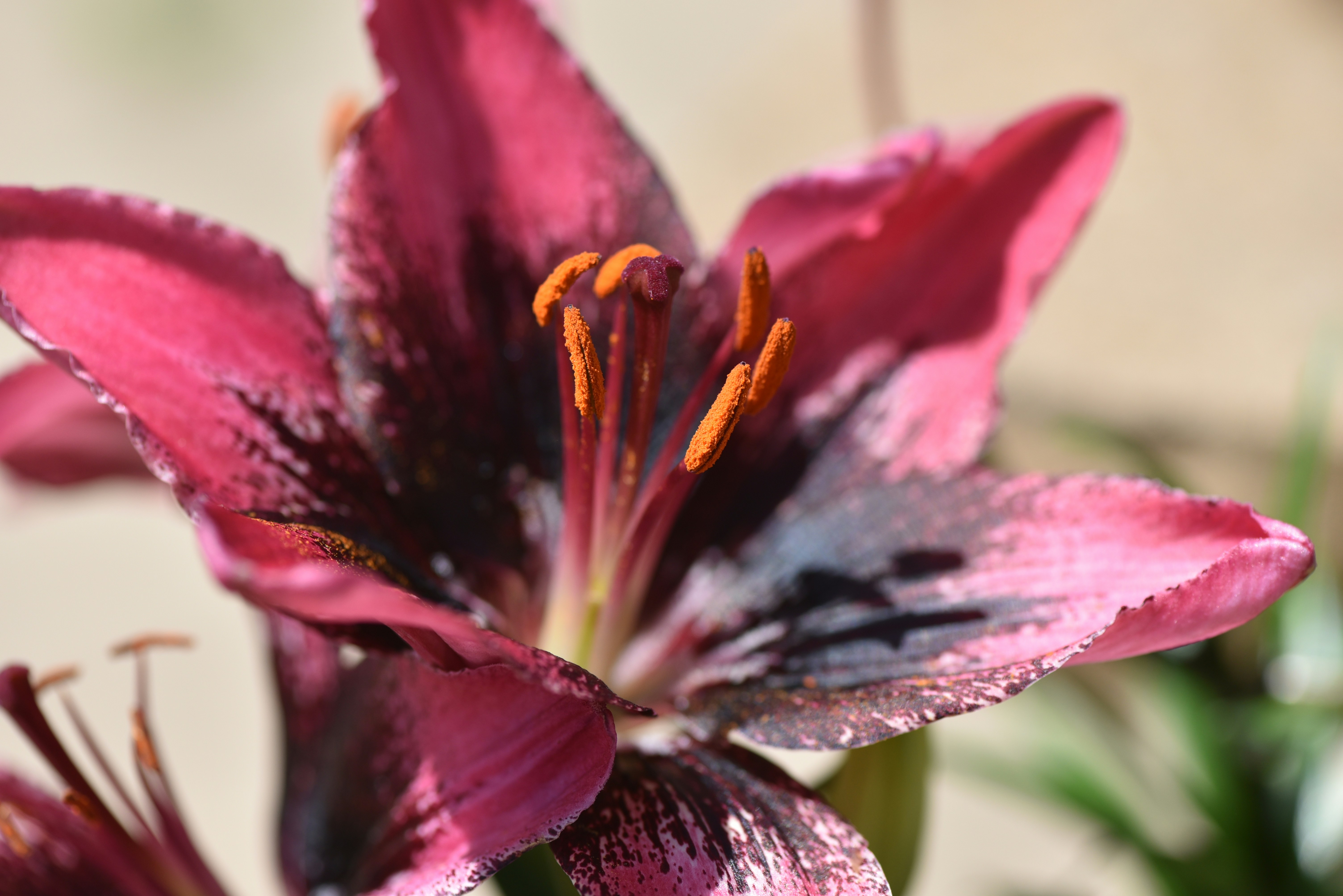 Crimson Lily, Anther Fire: A Macro Portrait in Soft Light