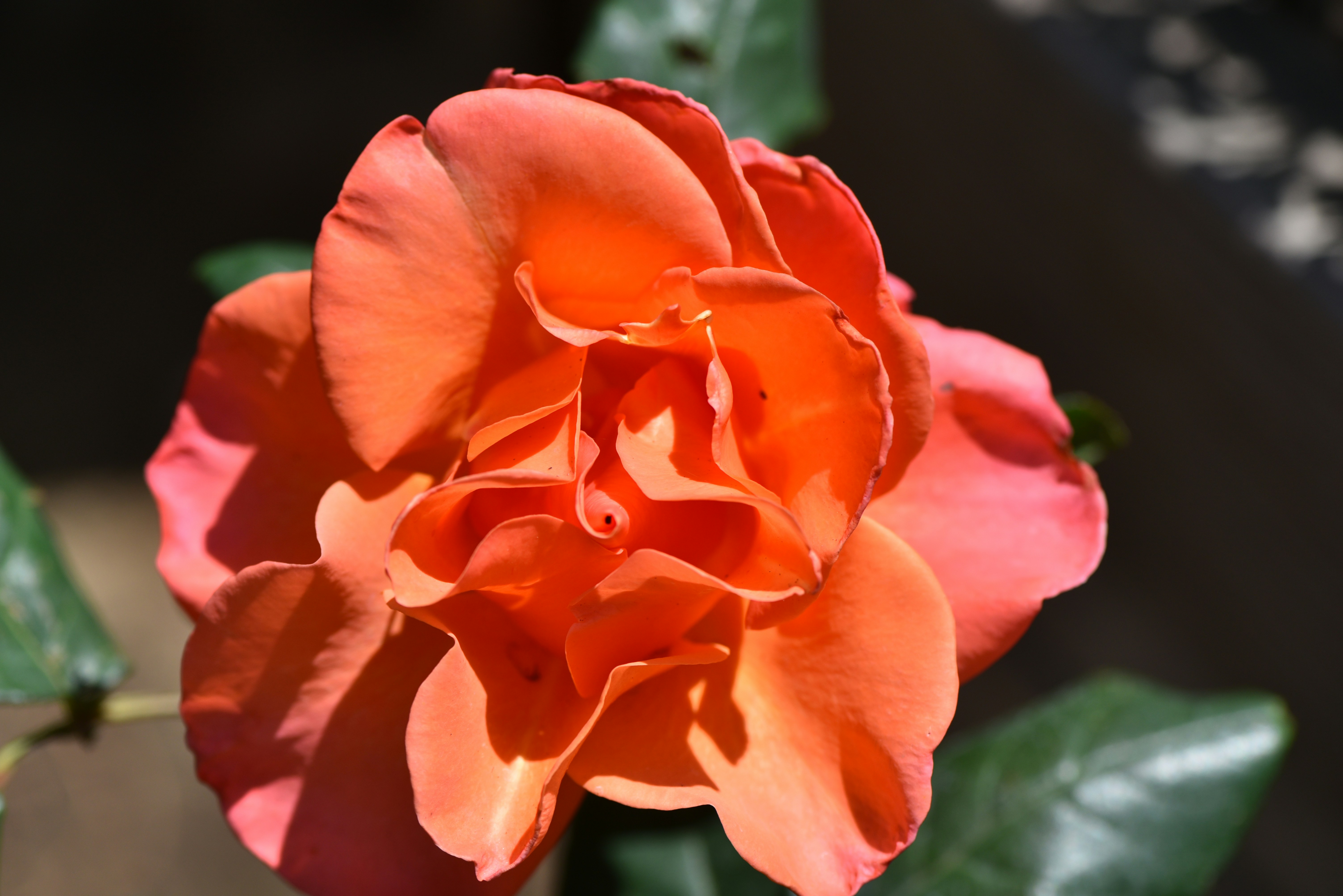 Coral Rose Macro: Velvet Petals Under Sunlit Glint