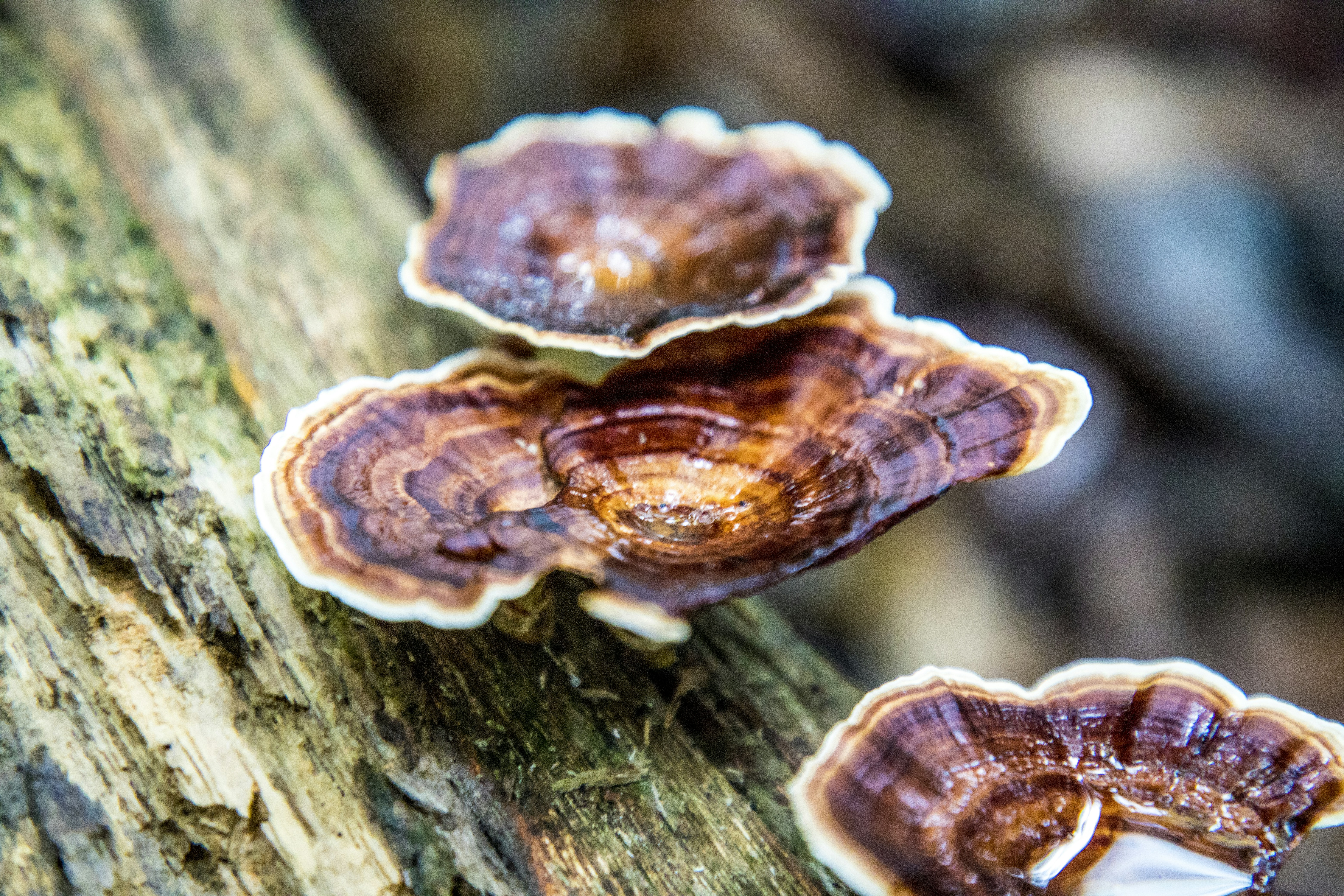 Violet-Rimmed Shelf Fungi on Weathered Log: A Macro Portrait of Color and Texture