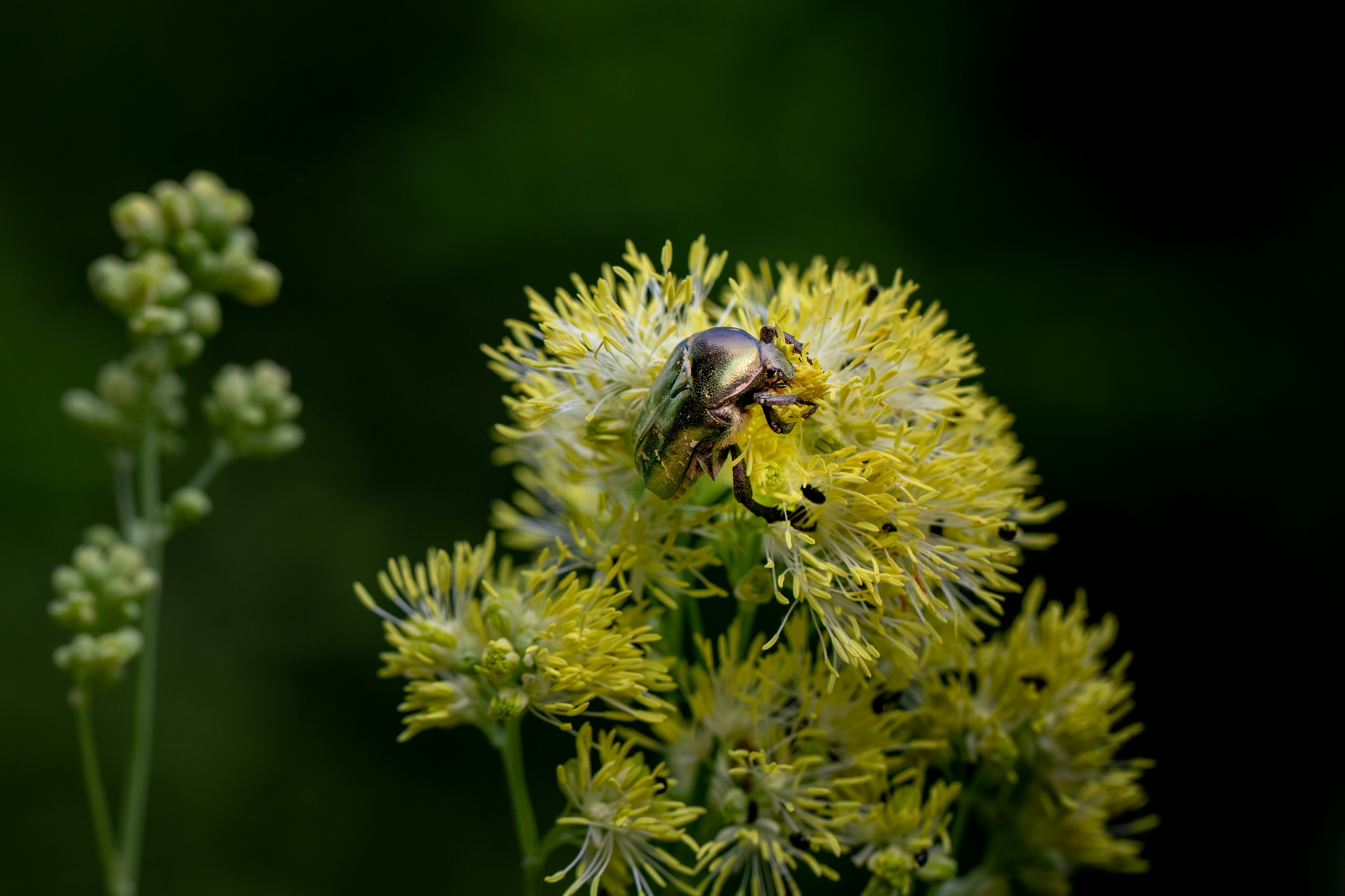 A vibrant green beetle perched on a cluster of bright yellow flowers, showcasing the intricate details of both the insect and the flora. The blurred background enhances the focus on this delicate interaction.