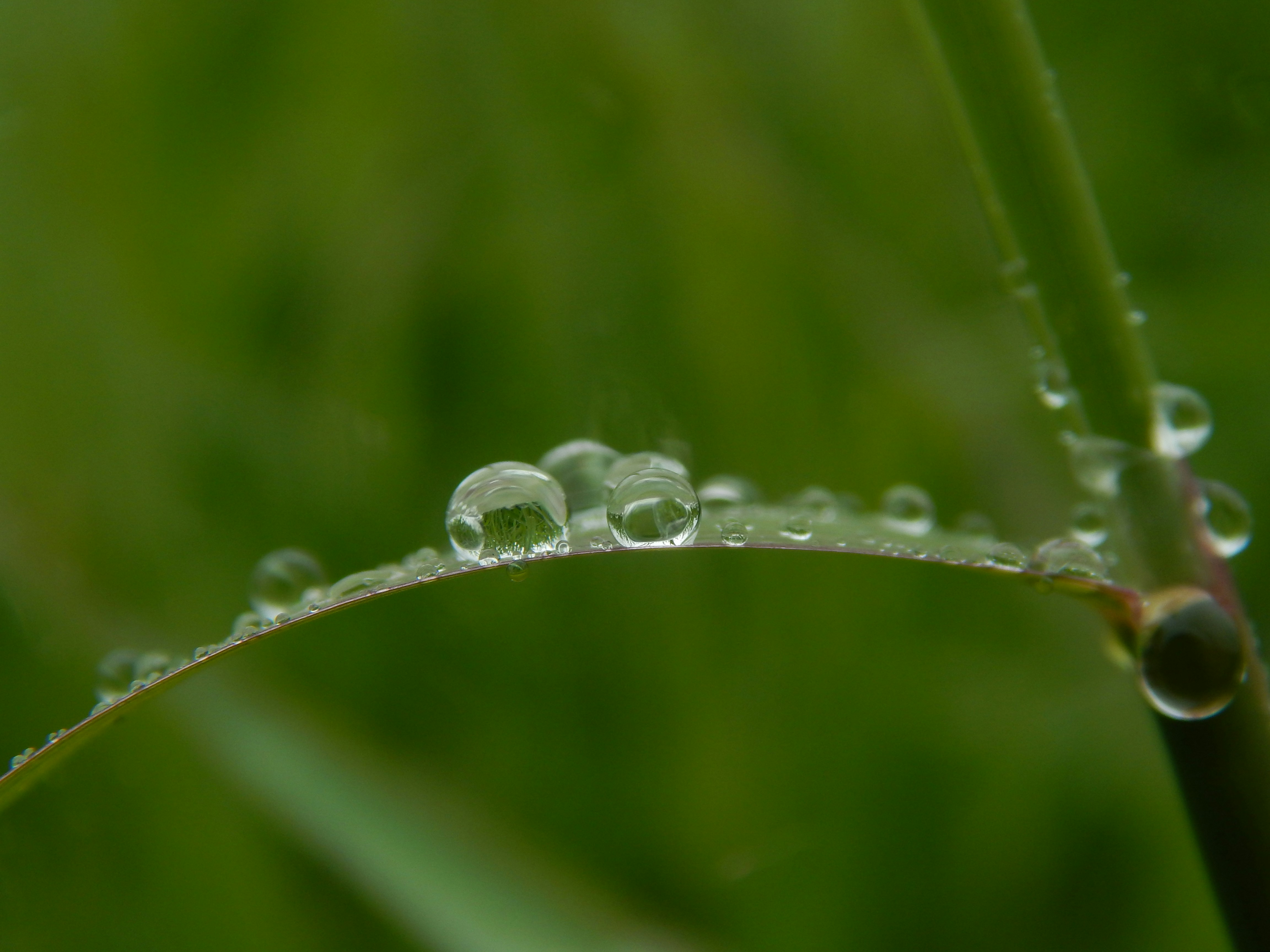 dew drops on a blade of grass