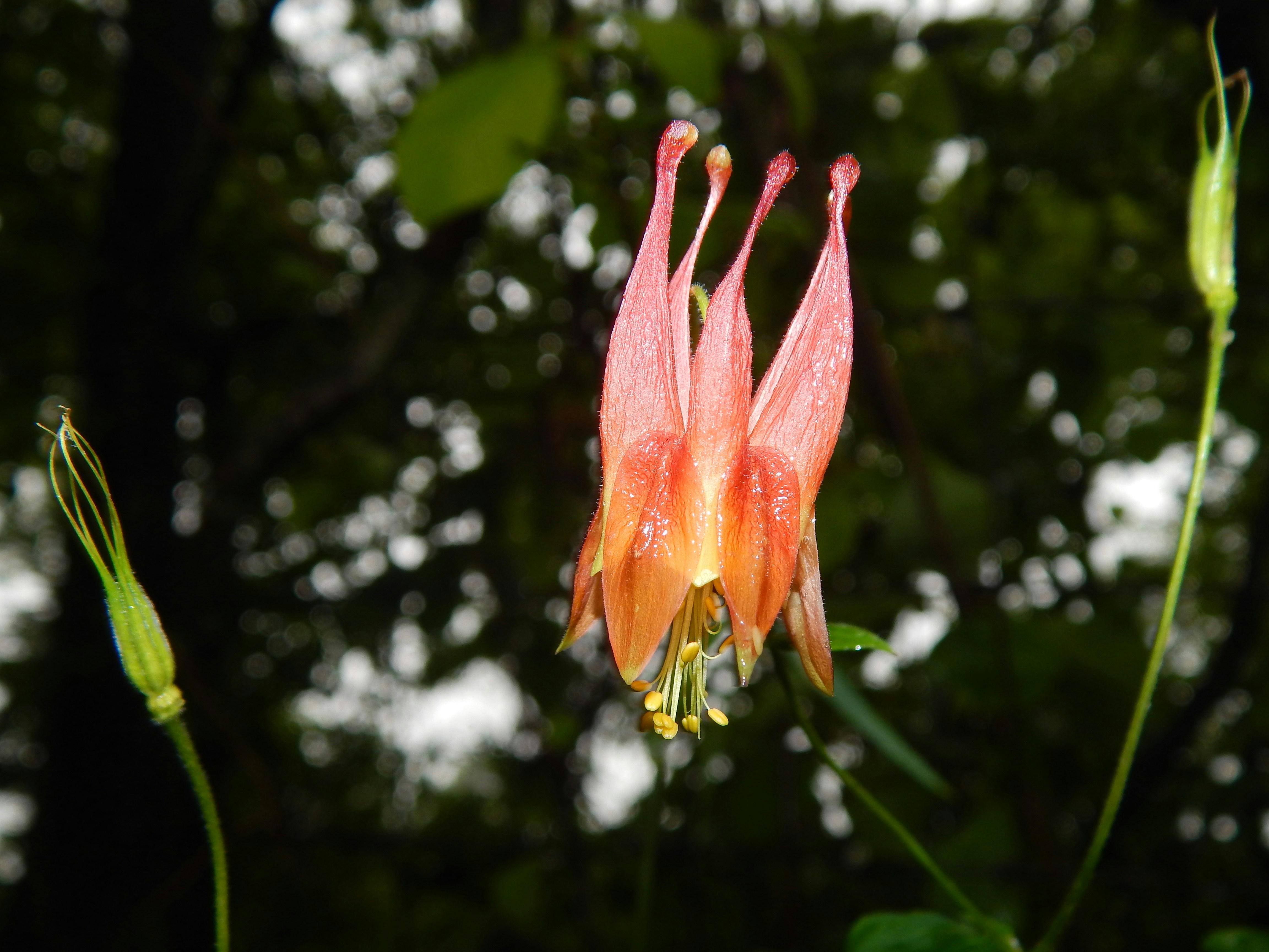 Eastern red columbine blossom against a dark, leafy background.