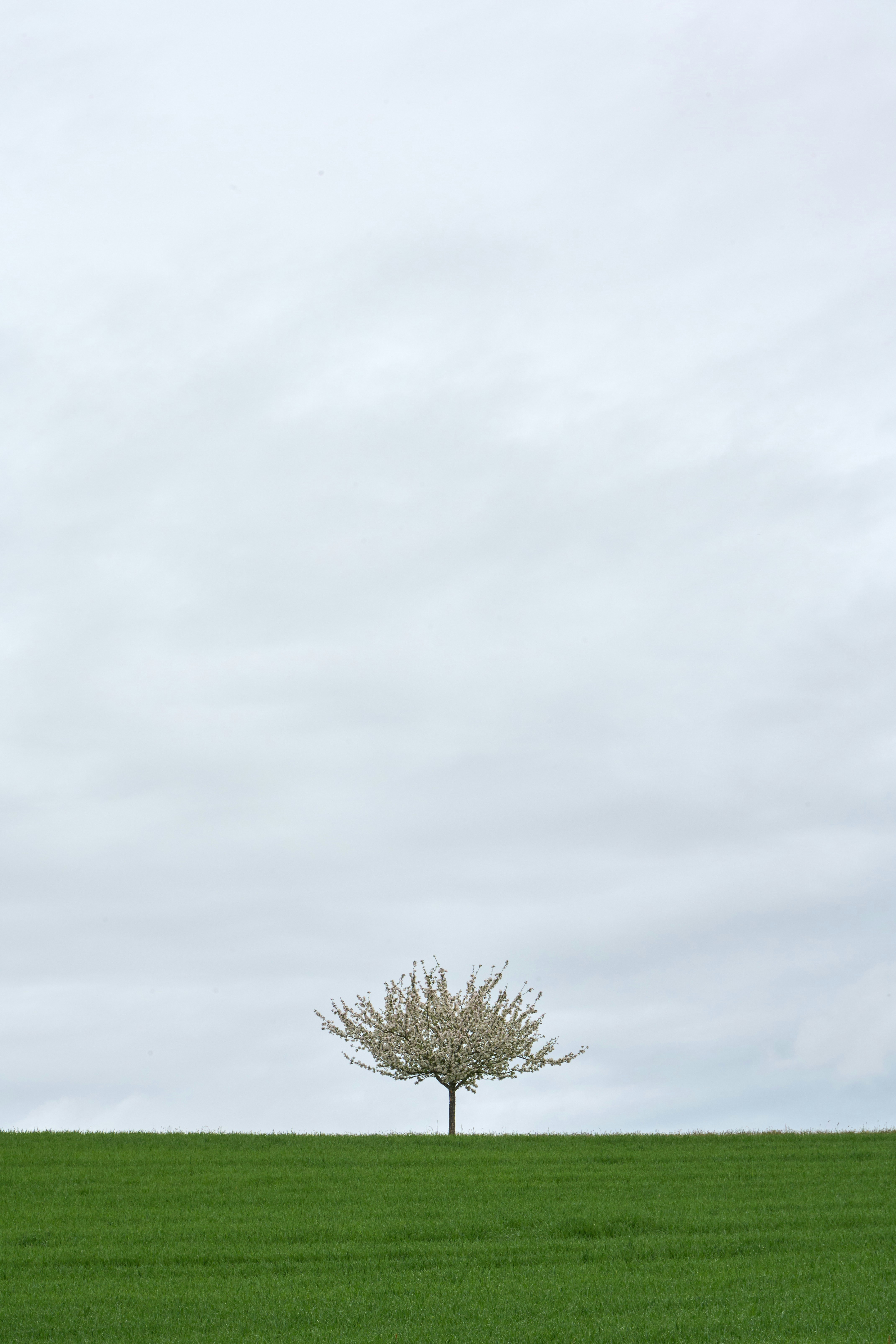 A lone tree stands alone in a green field photo – Free Single tree ...