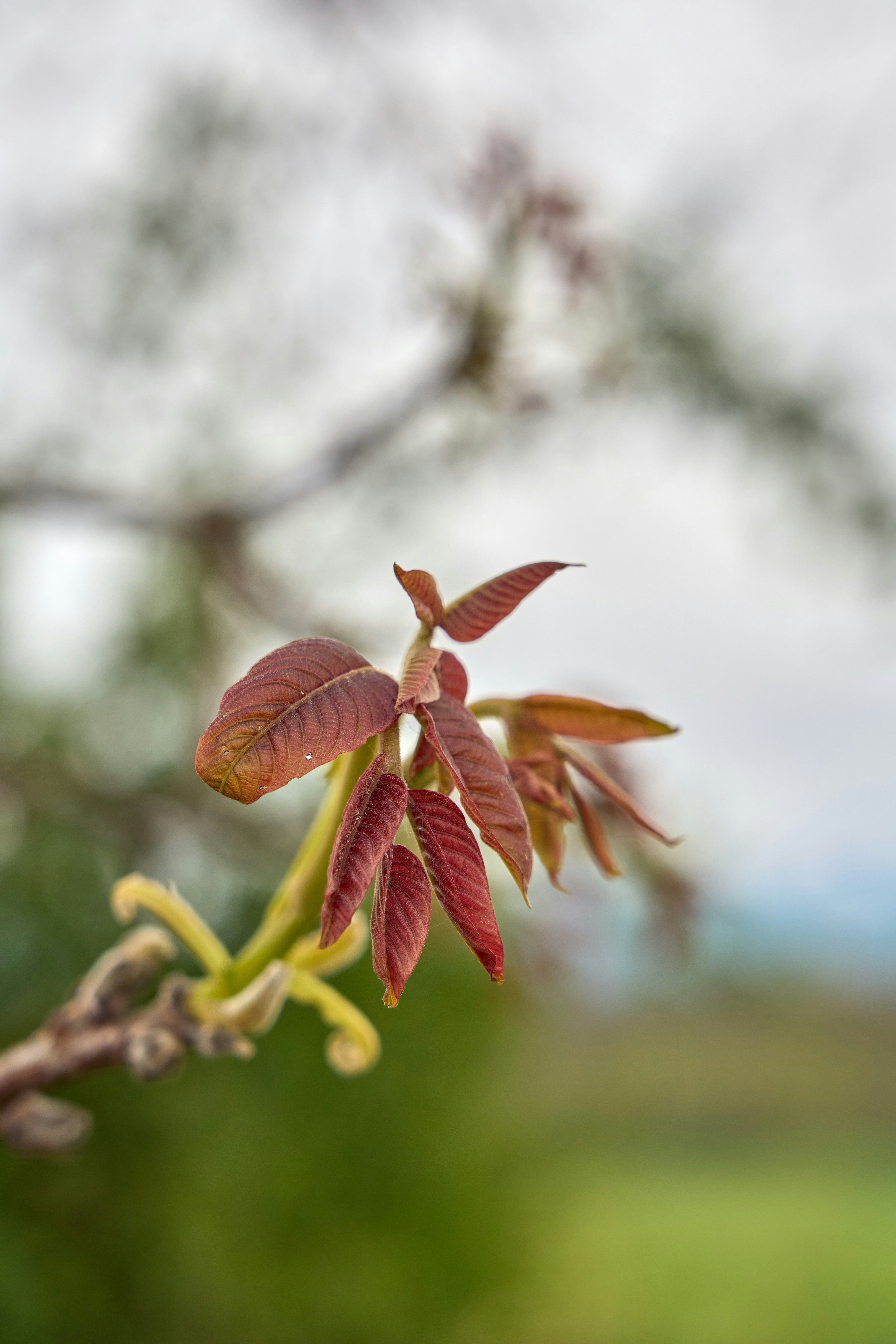 Un gros plan d’une branche d’arbre avec des feuilles rouges photo ...