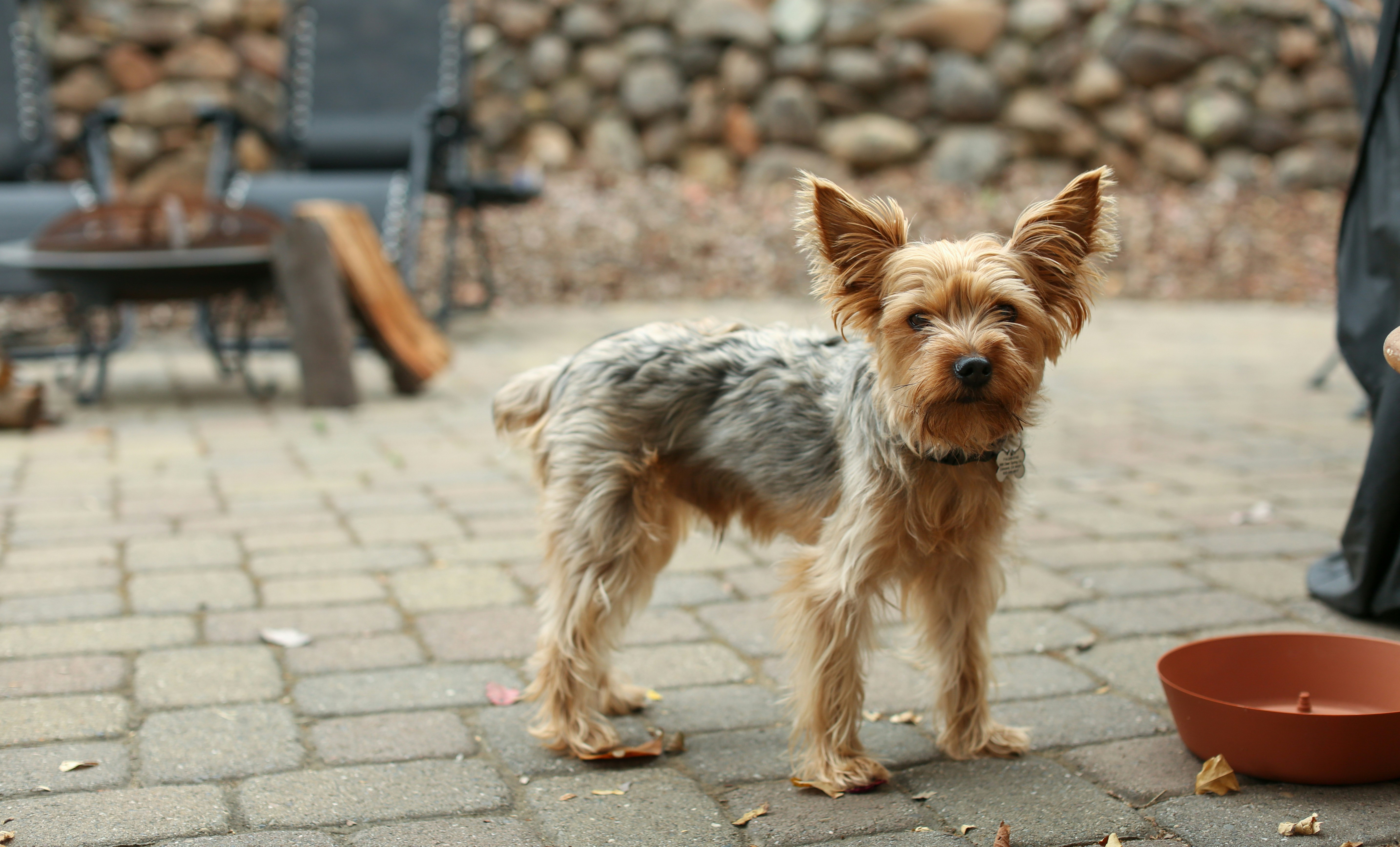 On the Paver Stage: a Yorkie surveys a sunlit patio