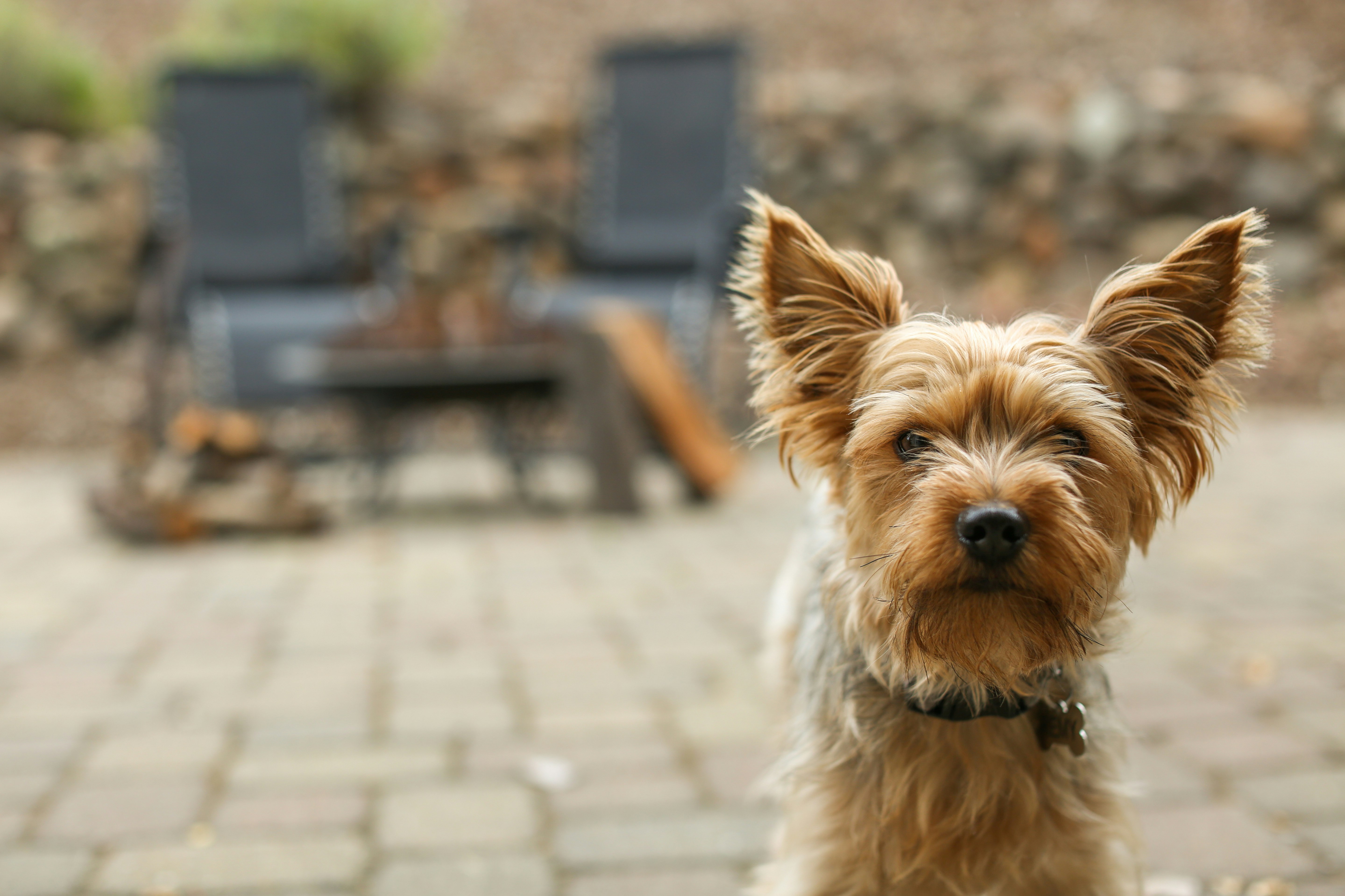 Yorkshire Terrier standing on a paved patio with blurred lounge chairs in the background.