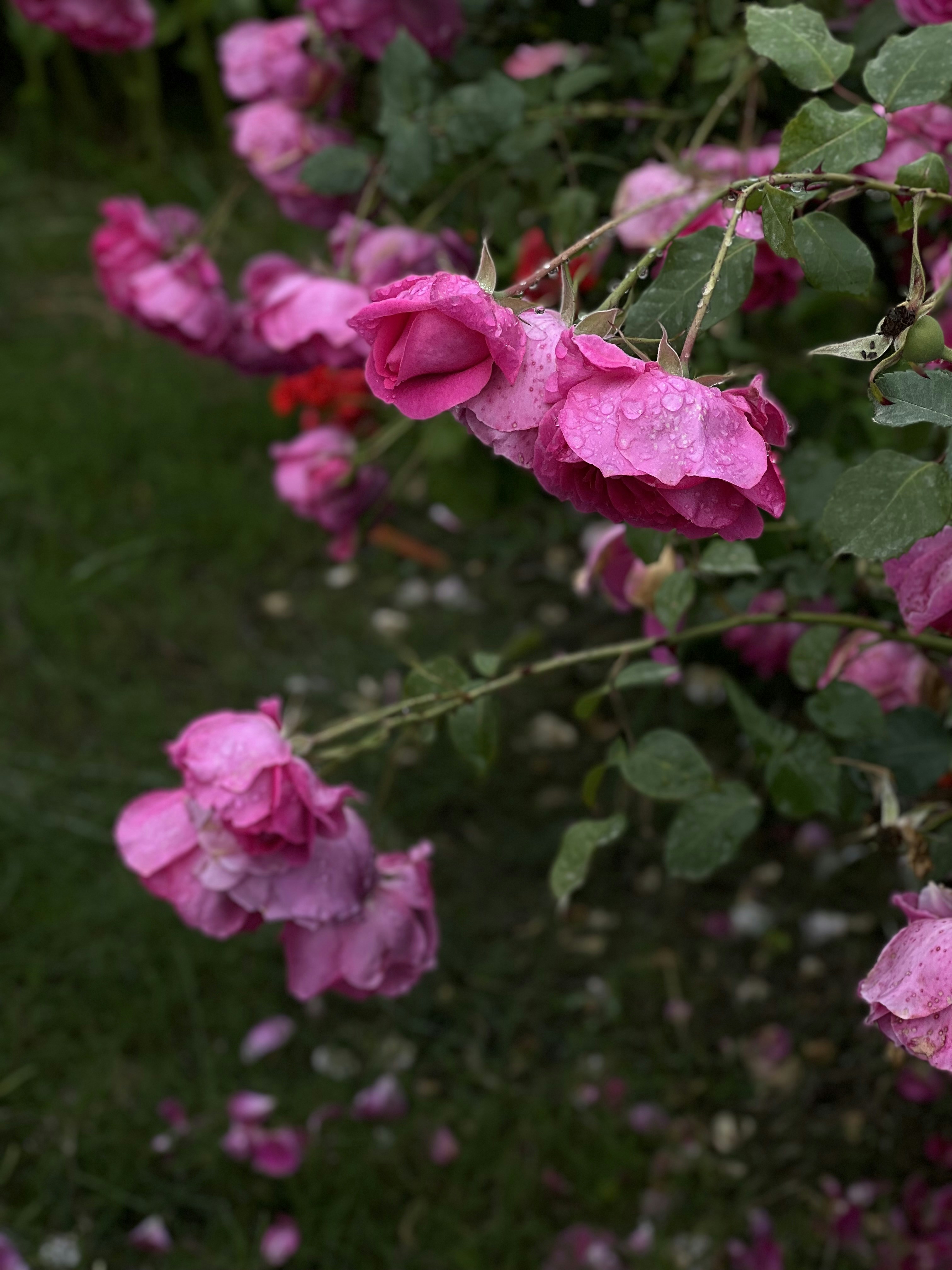 Foto Semak bunga merah muda dengan daun hijau – Gambar Bunga Gratis di ...