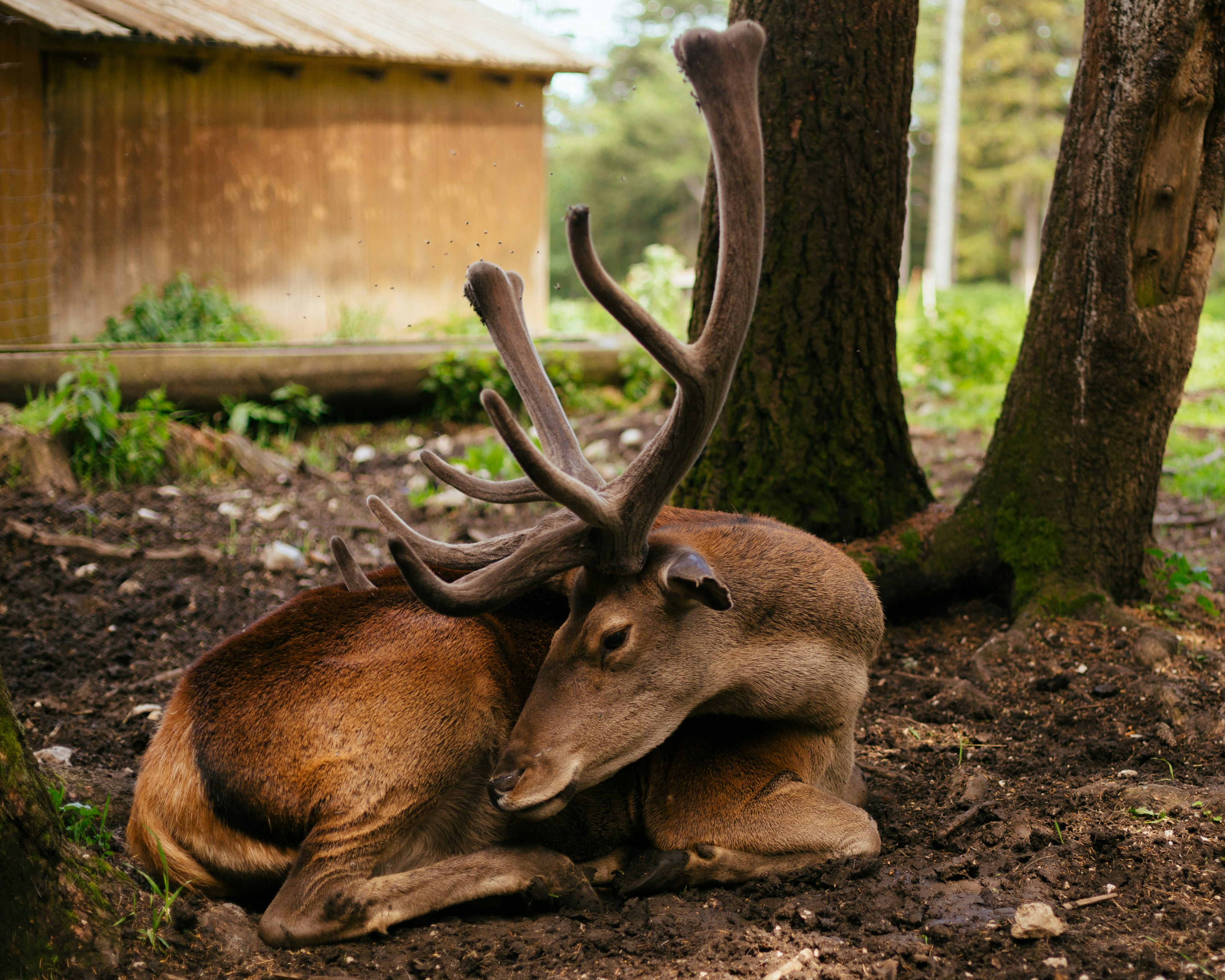 A resting deer with majestic antlers nestled in the earth, surrounded by trees and greenery. The tranquil scene highlights the beauty of wildlife in its natural habitat.