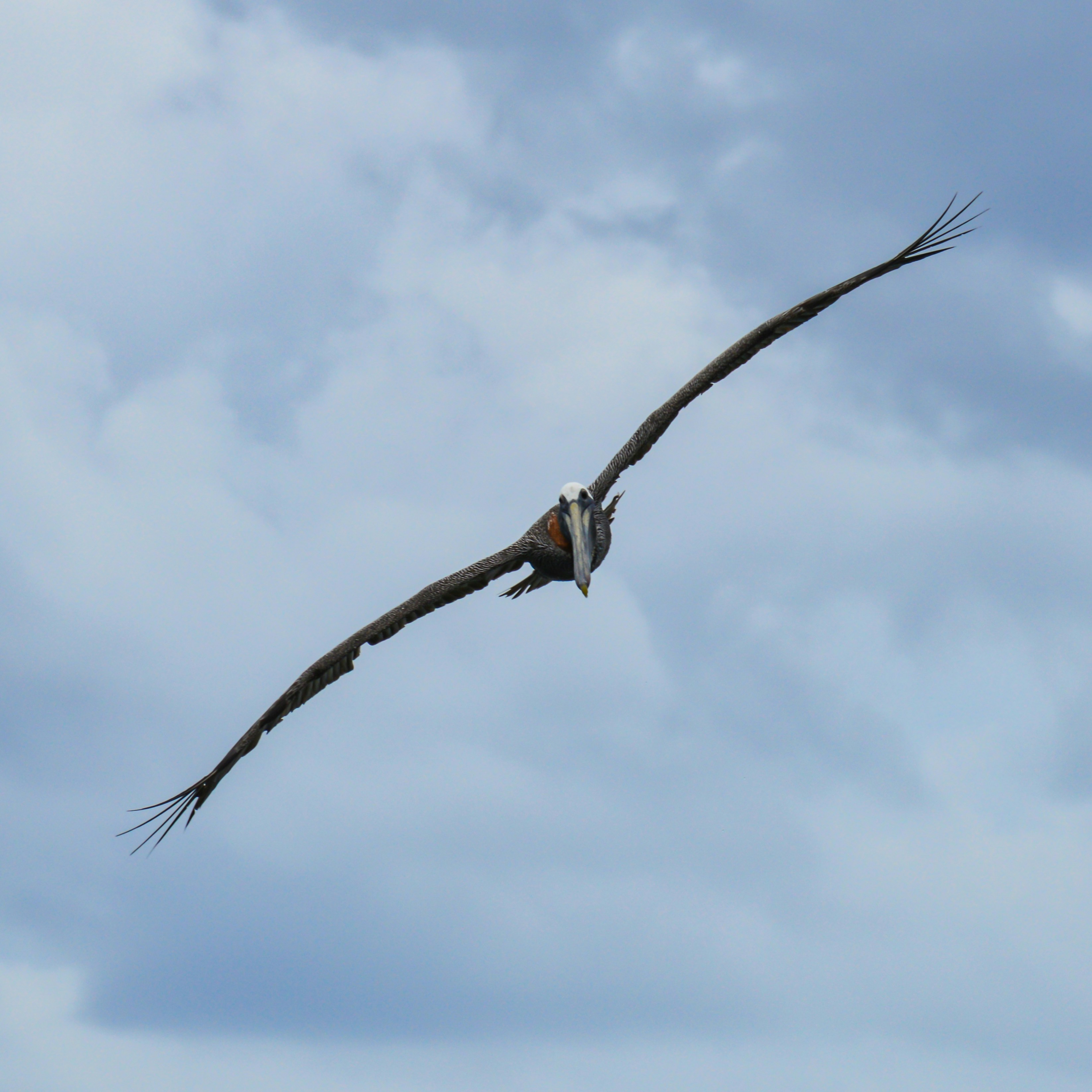 A pelican gliding gracefully through a cloudy sky, showcasing its expansive wingspan and distinct features.