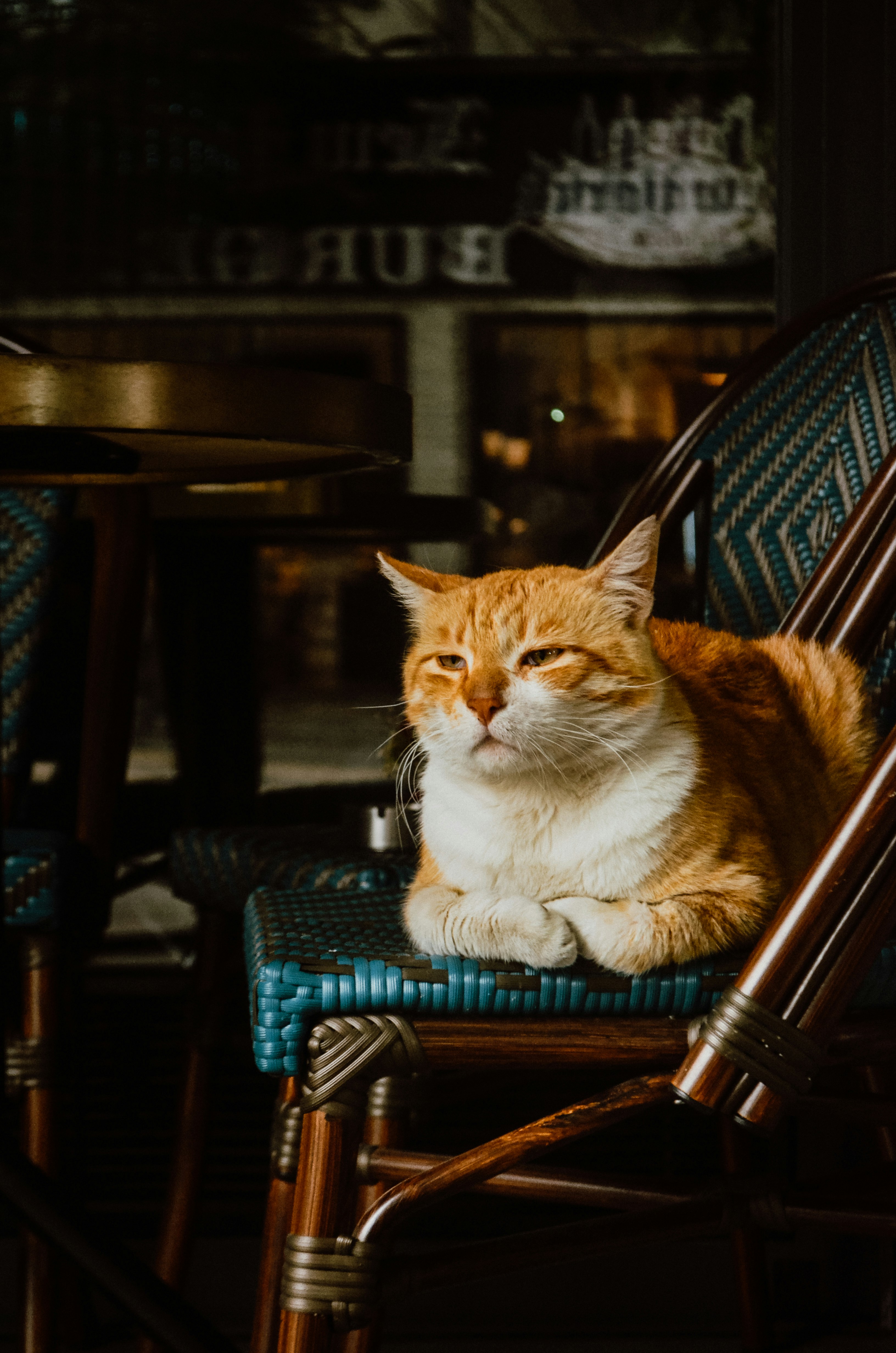 an orange and white cat sitting on a blue chair