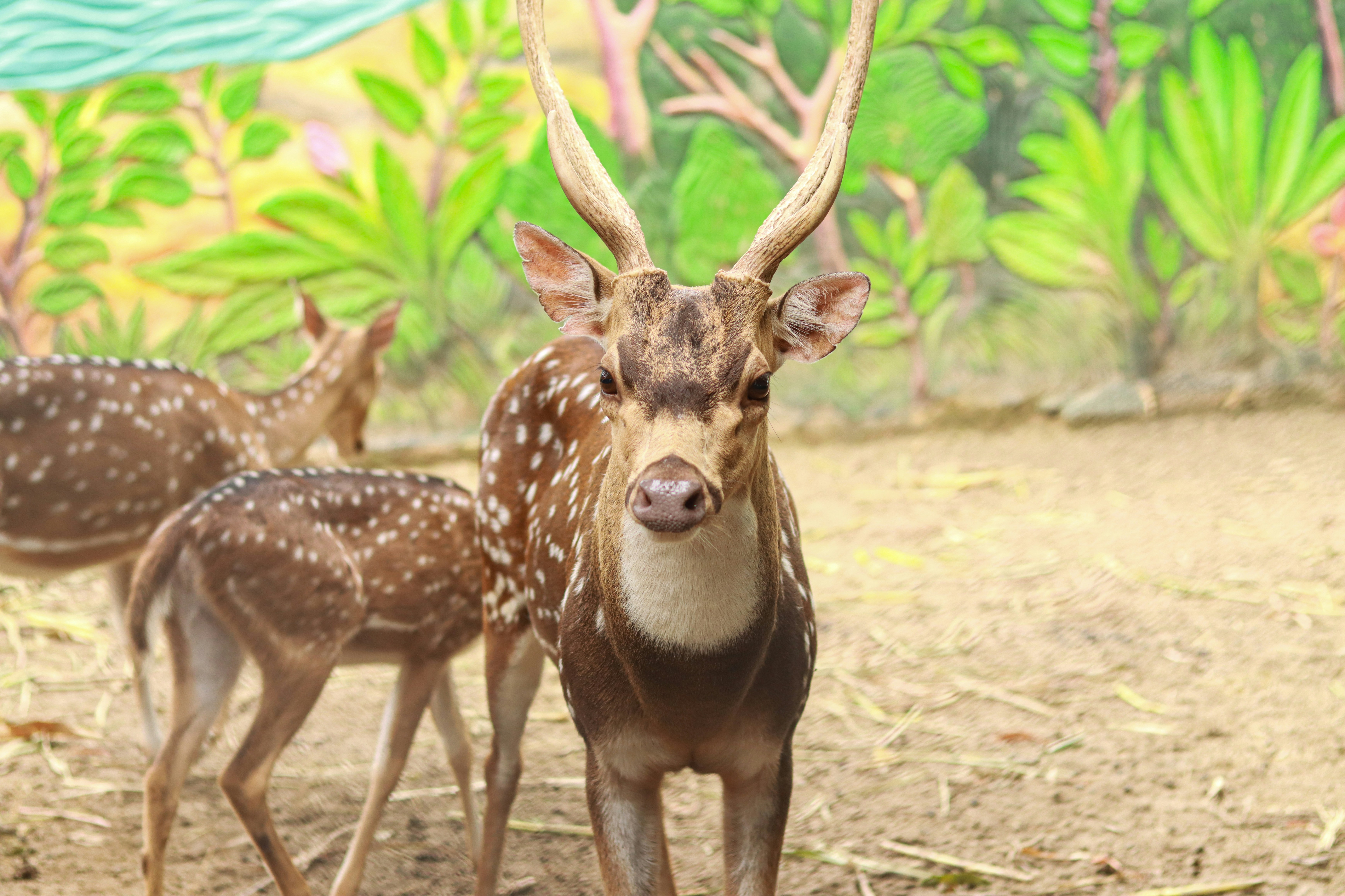Deers