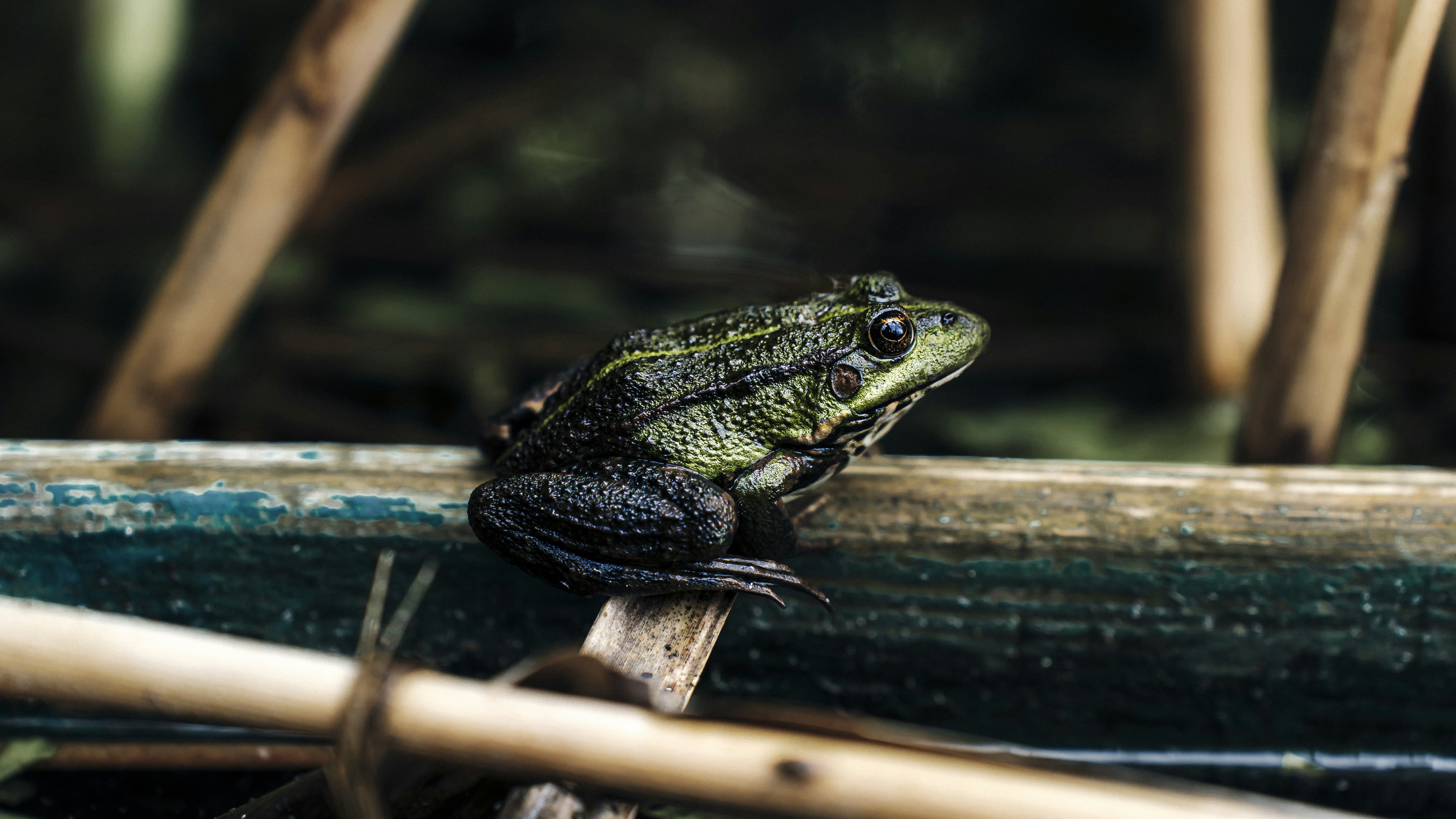 A frog sitting on top of a wooden stick photo – Free Wildlife Image on ...