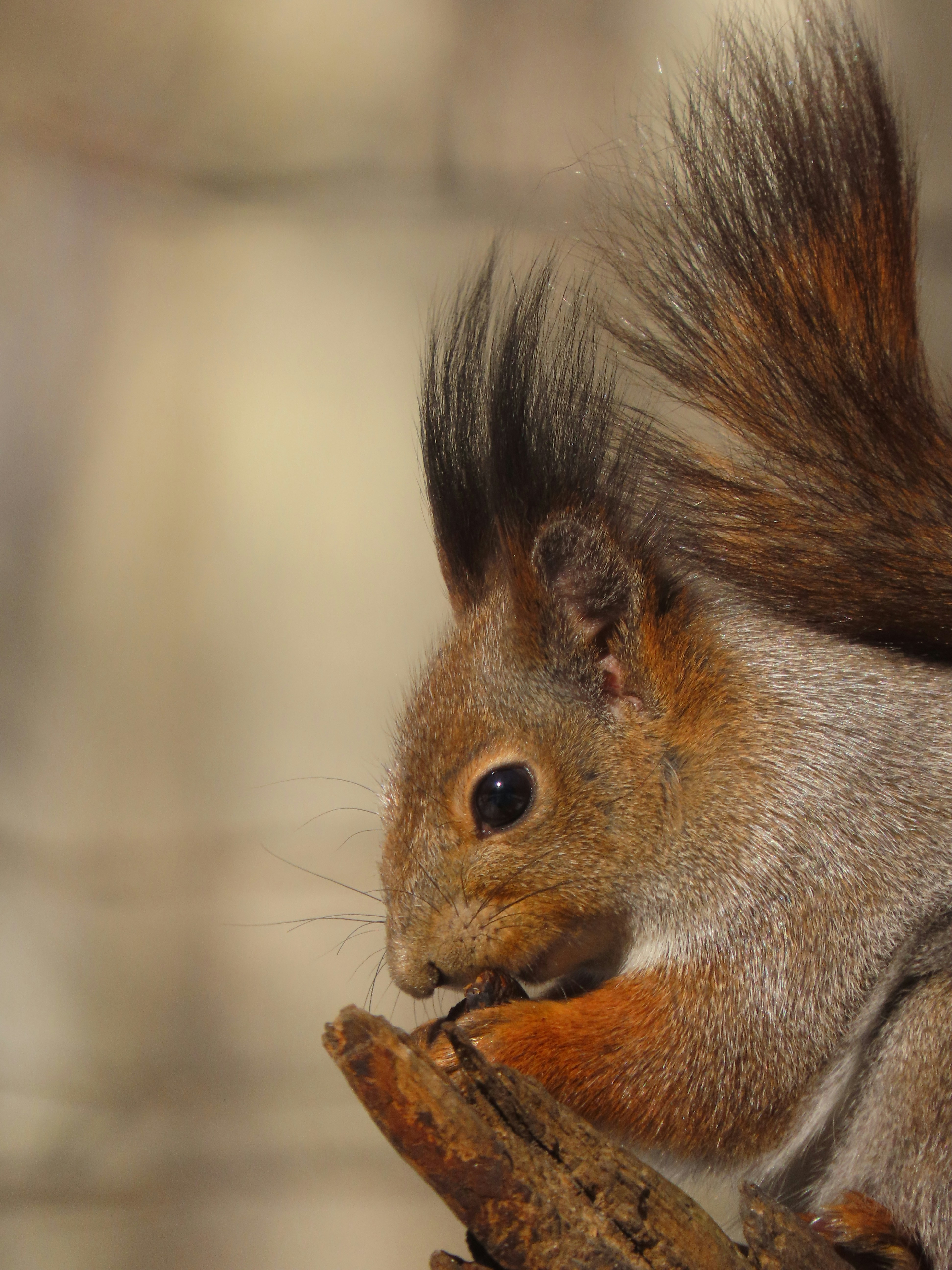 Squirrel in Focus: Nutcracking Moment on a Bark-Streaked Branch