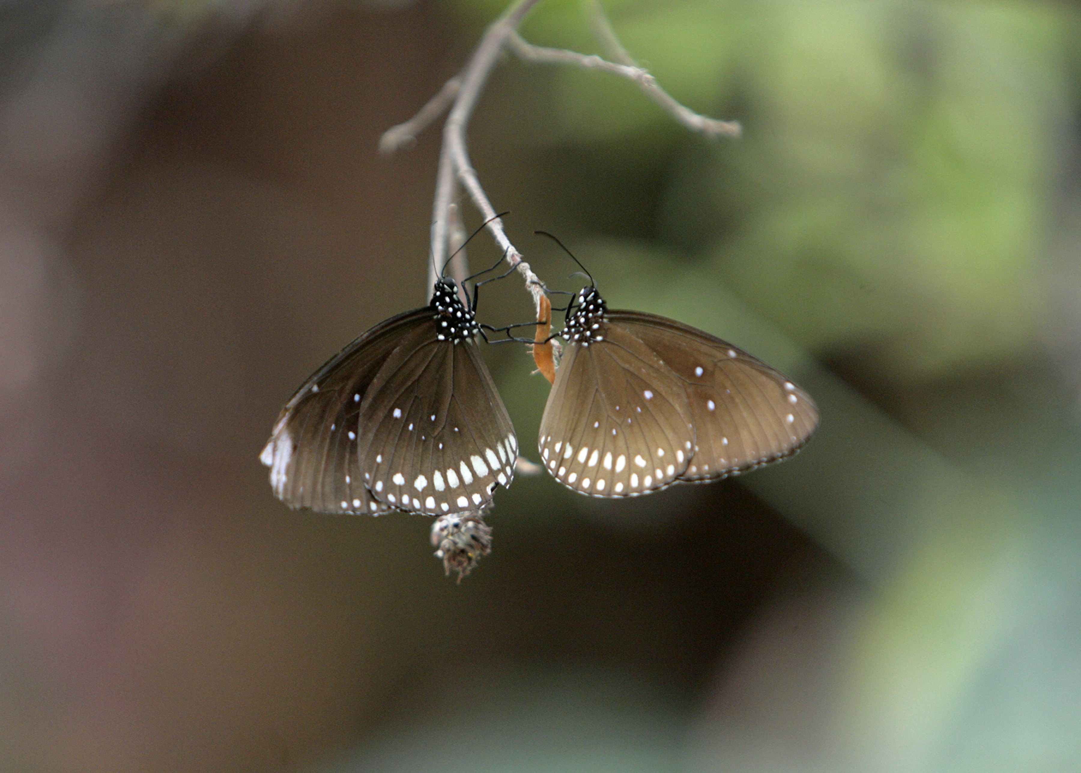 Two brown butterflies with white spots rest on a thin, bare branch, wings angled to reveal pattern against a soft, blurred background.