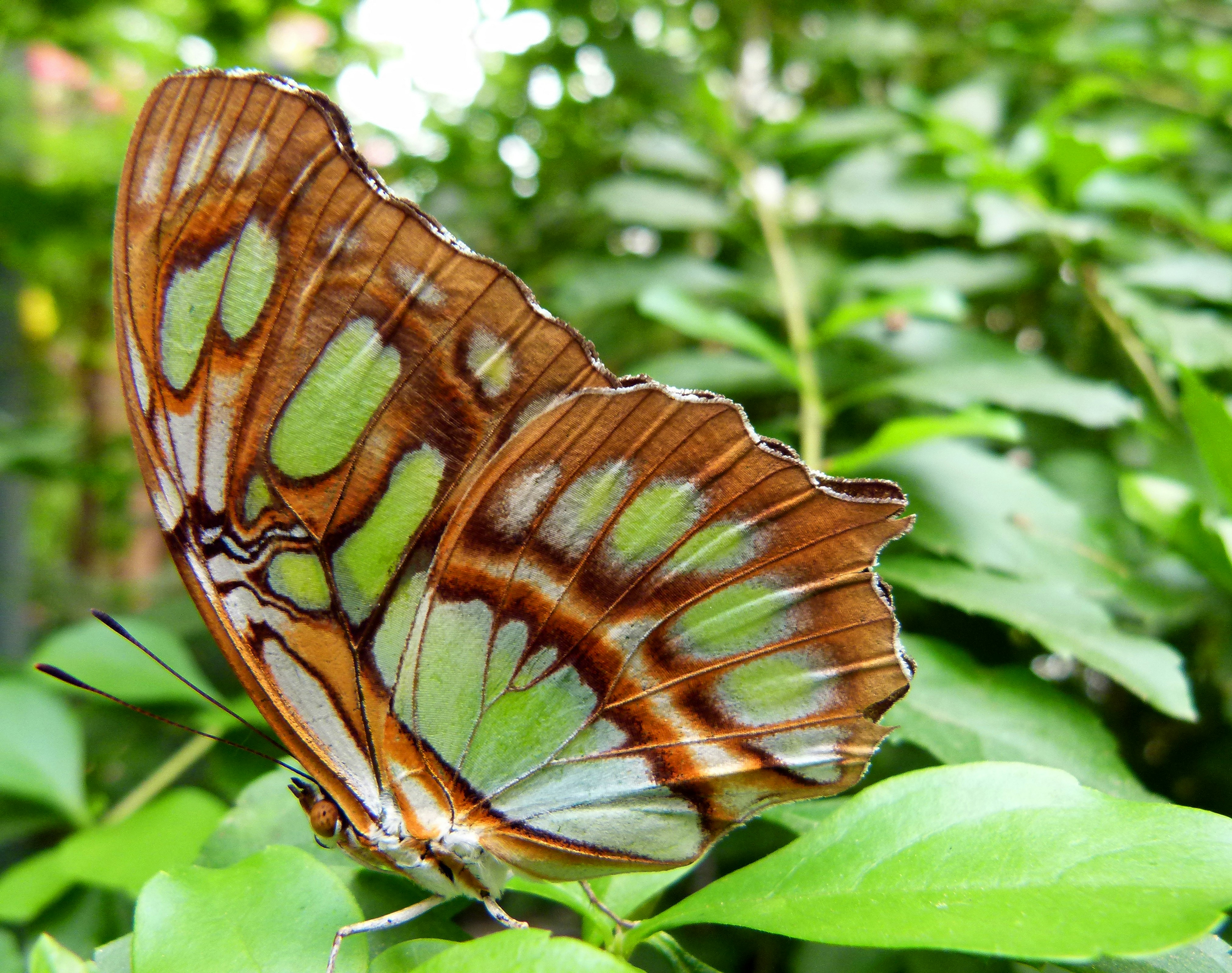 Close-up of a butterfly perched on green leaves, showcasing intricate patterns and vibrant colors. The delicate wings exhibit a blend of earthy tones and striking greens.