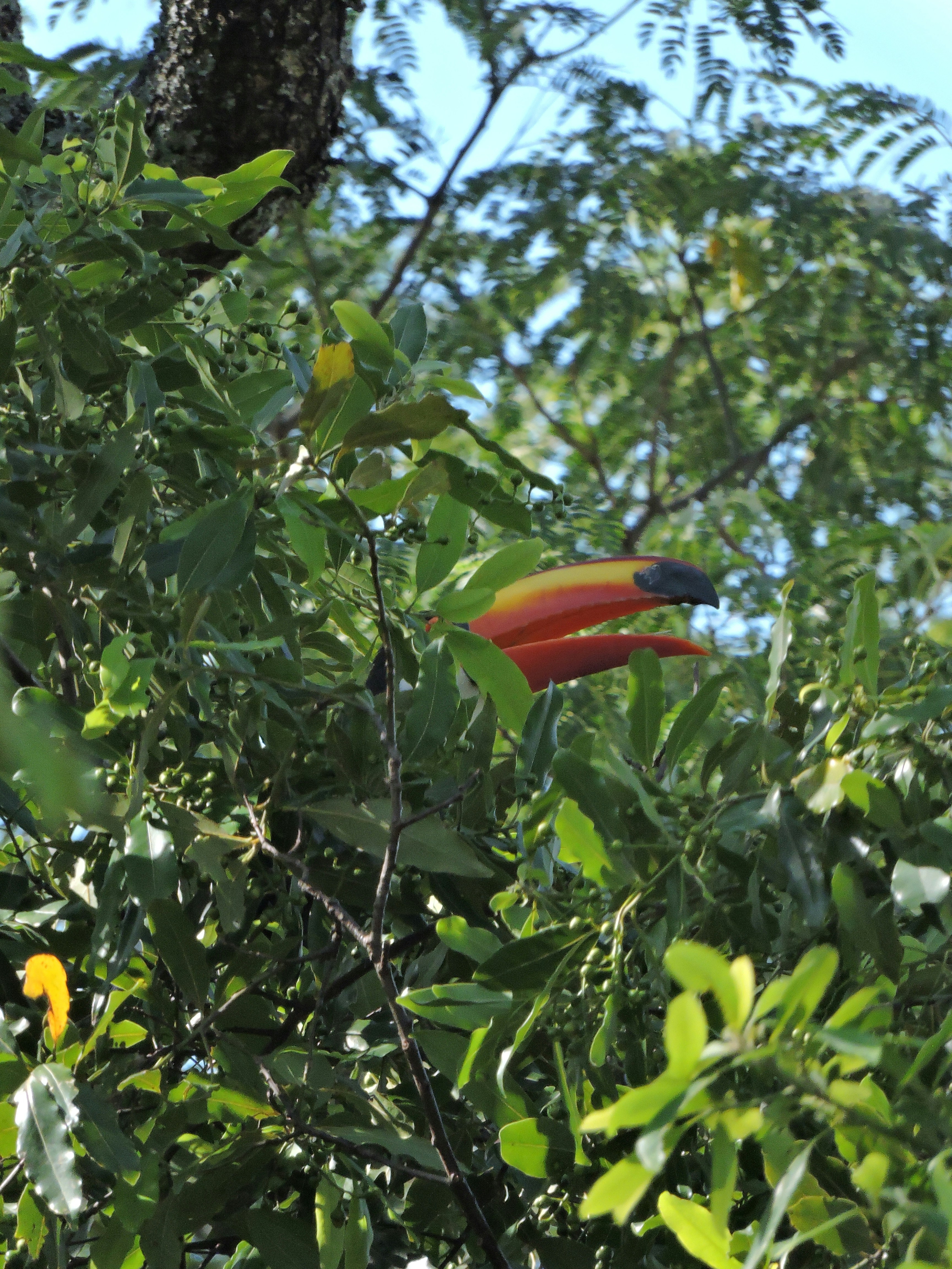 A vibrant toucan partially obscured by lush green foliage, showcasing its striking colors in a natural setting.